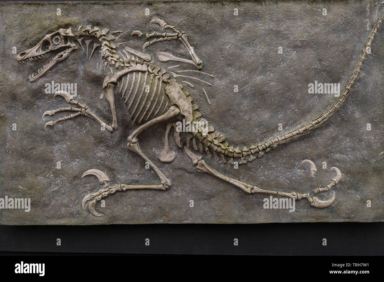 Evolution History Stockfotos und -bilder Kaufen - Alamy