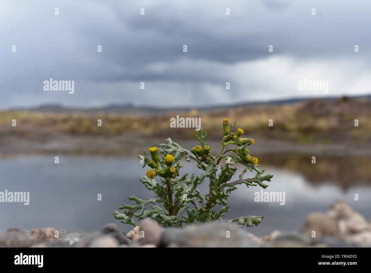 Paisaje natural del peru -Fotos und -Bildmaterial in hoher Auflösung ...