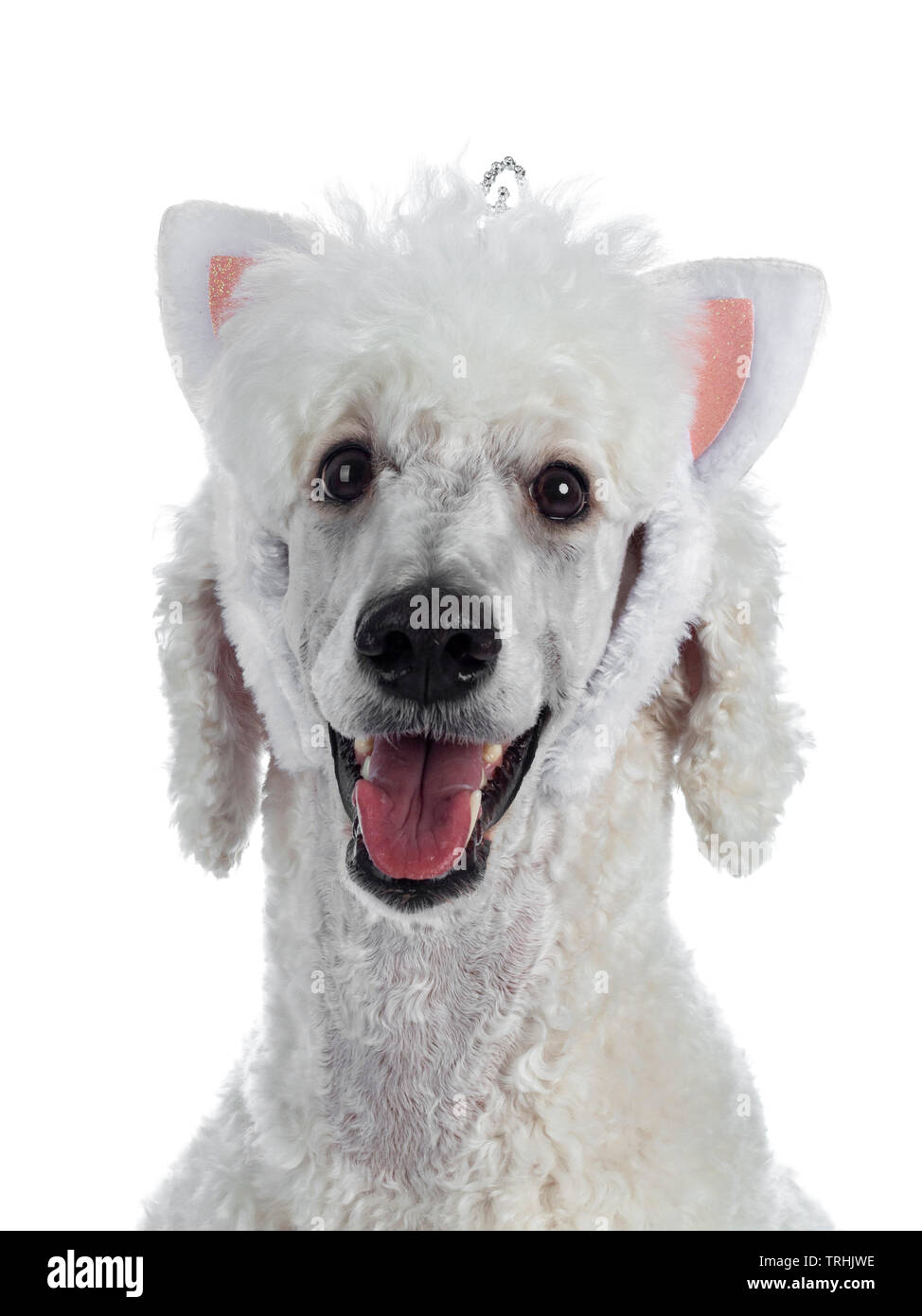 King poodle -Fotos und -Bildmaterial in hoher Auflösung – Alamy