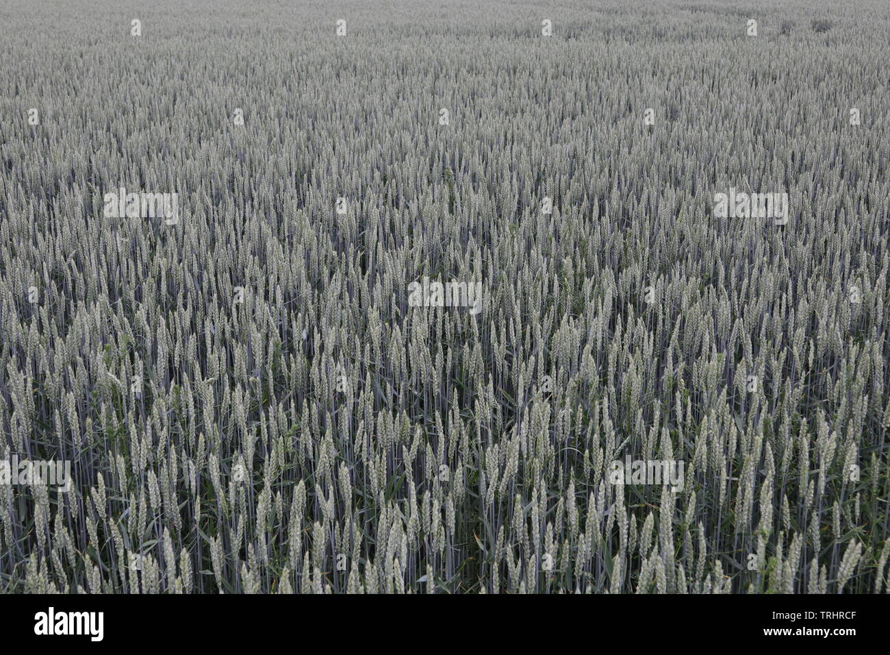 World population nutrition -Fotos und -Bildmaterial in hoher Auflösung ...