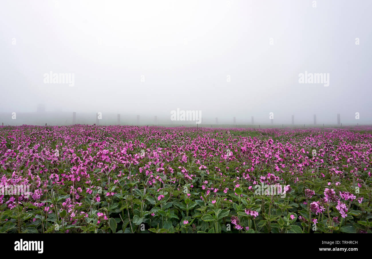 Raf bempton -Fotos und -Bildmaterial in hoher Auflösung – Alamy