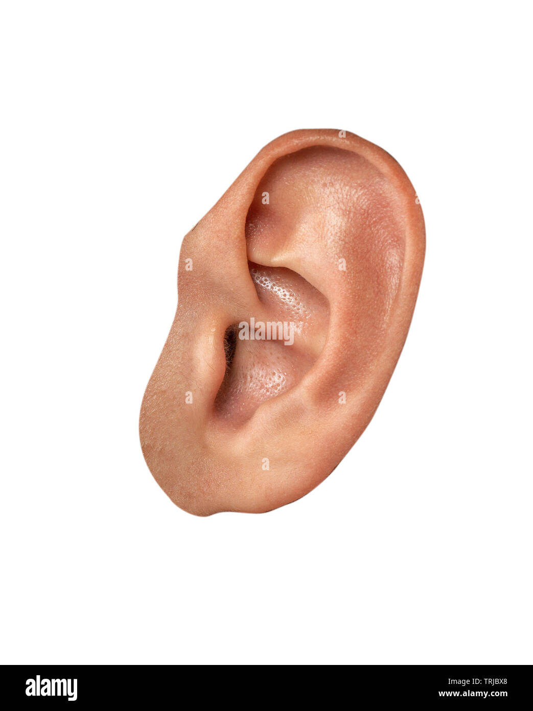 Ohr anatomie Ausgeschnittene Stockfotos und -bilder - Alamy