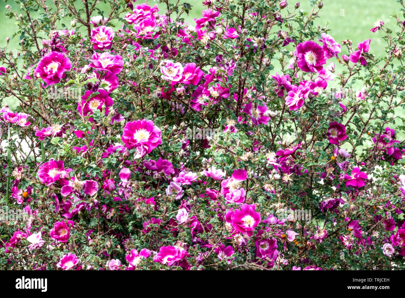 Rosa Spinosissima William Iii Stockfotos und -bilder Kaufen - Alamy