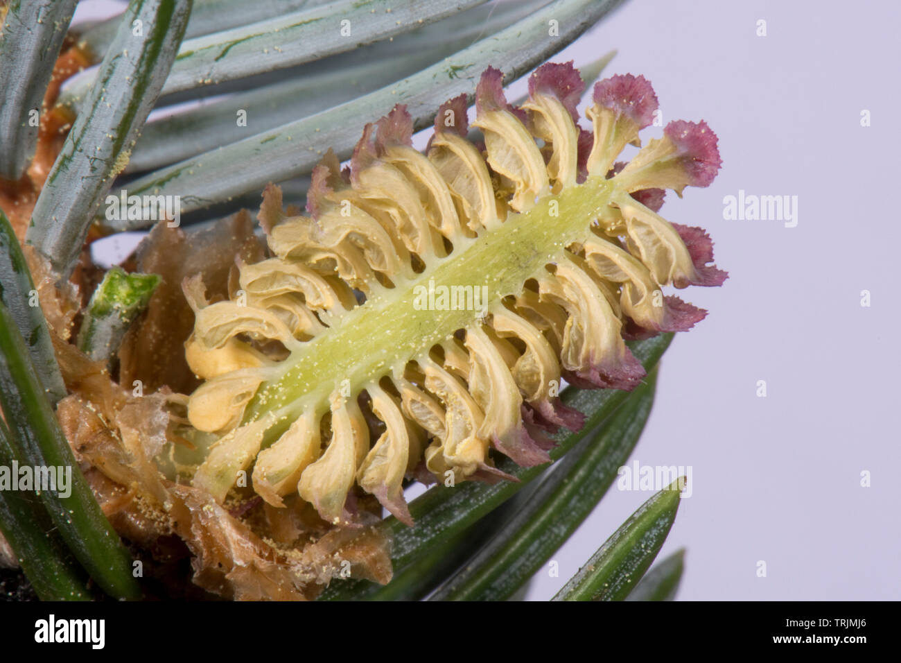 Schnitt durch eine männliche pollen Kegel auf eine blaue Fichte, Picea ...