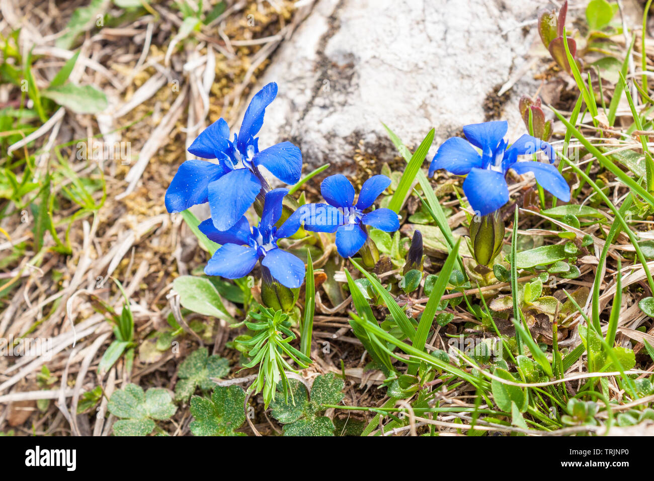 Bayerischer enzian -Fotos und -Bildmaterial in hoher Auflösung – Alamy