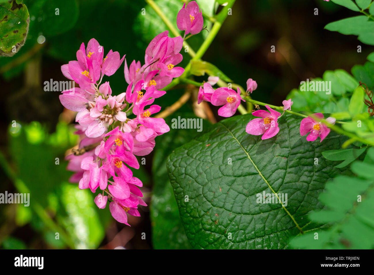 Rosa kriechpflanze -Fotos und -Bildmaterial in hoher Auflösung – Alamy