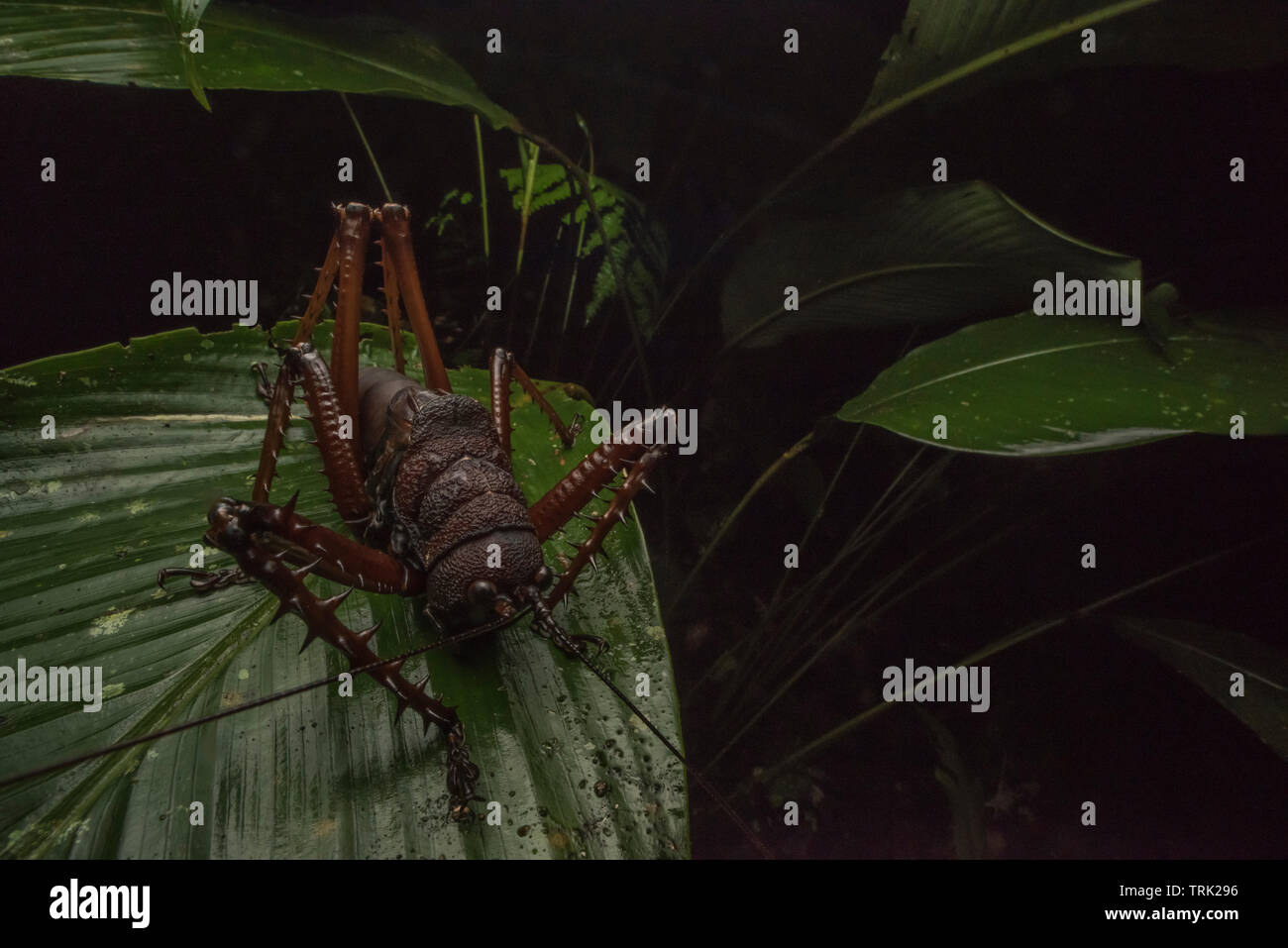 Riesenhummer katydid -Fotos und -Bildmaterial in hoher Auflösung – Alamy