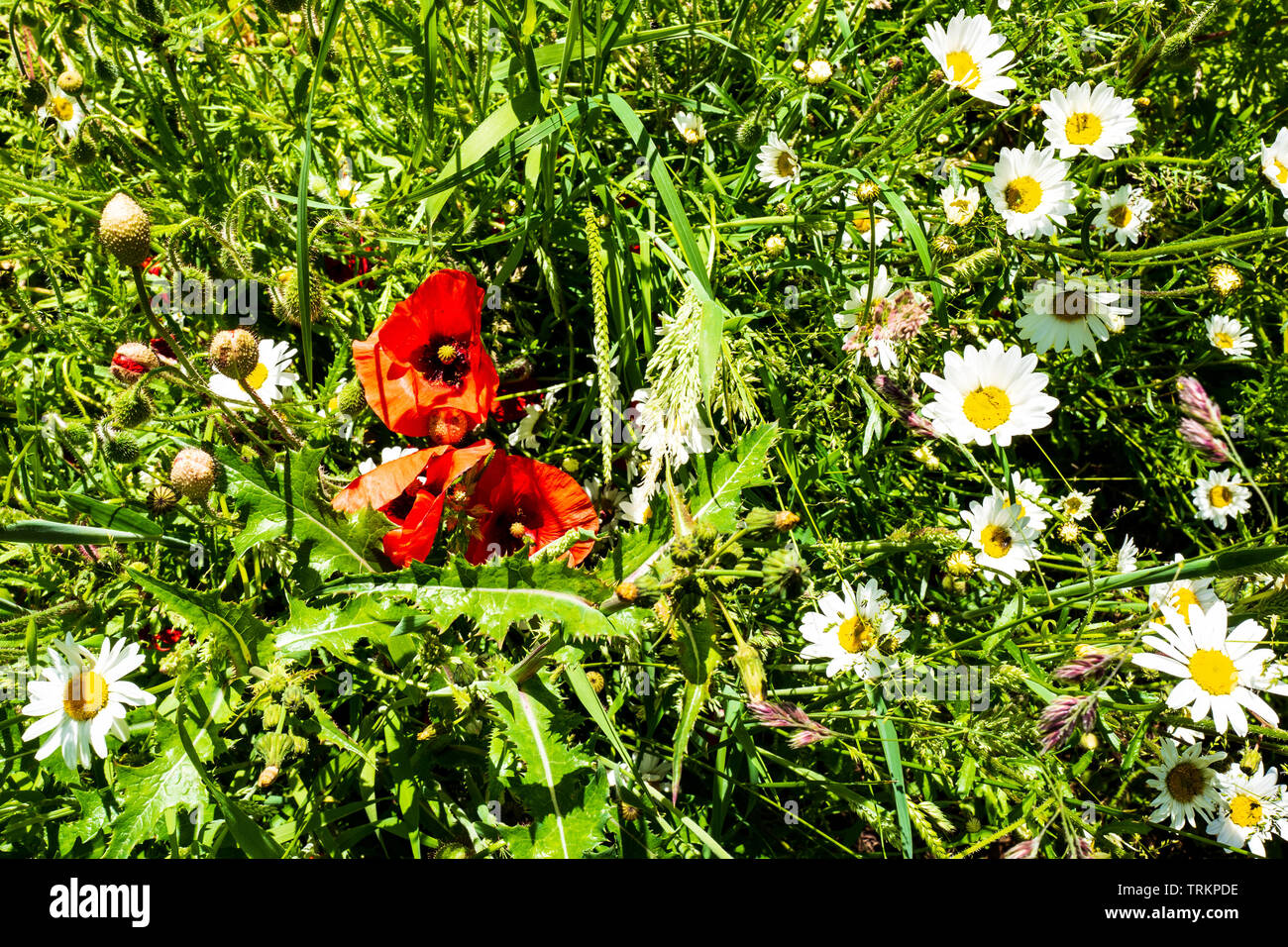 Mehrfarbige wilde blumen -Fotos und -Bildmaterial in hoher Auflösung ...