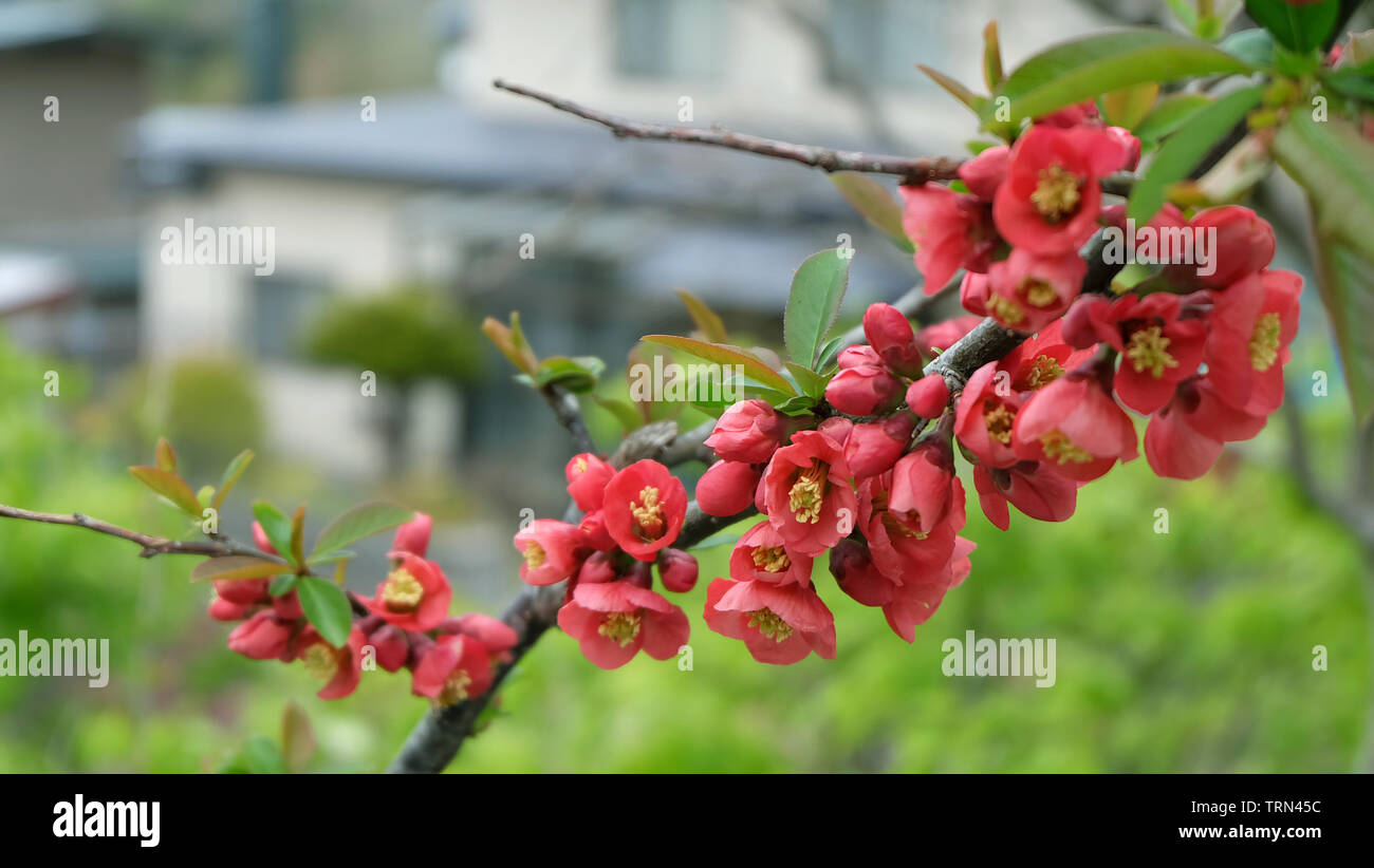 Die pflaumenblüte -Fotos und -Bildmaterial in hoher Auflösung – Alamy