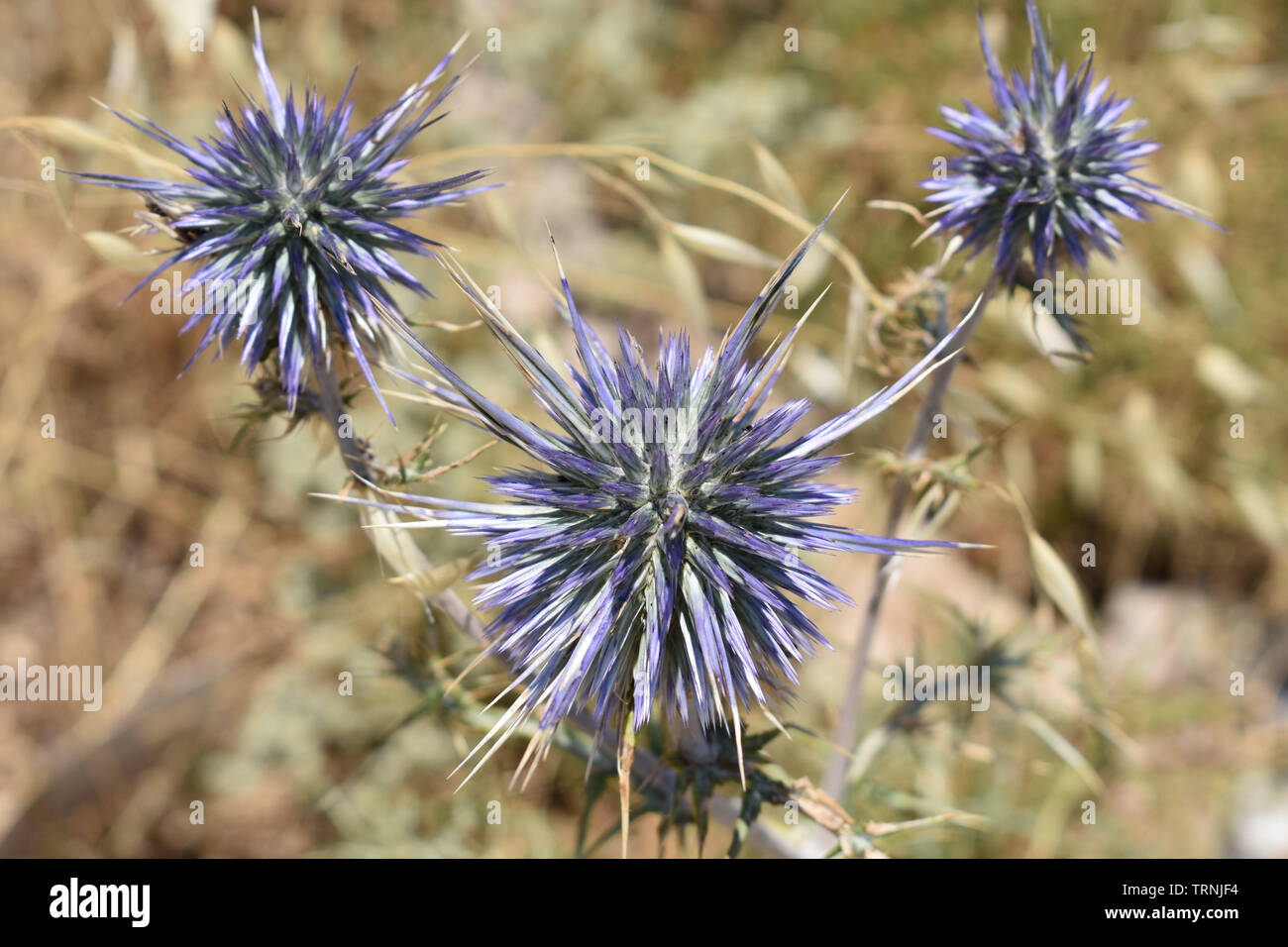 Lila disteln -Fotos und -Bildmaterial in hoher Auflösung – Alamy