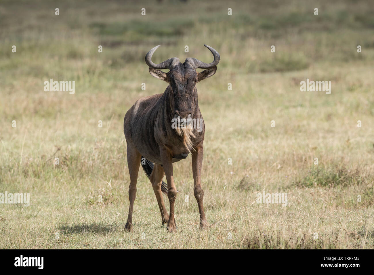 Stehender gnu -Fotos und -Bildmaterial in hoher Auflösung – Alamy