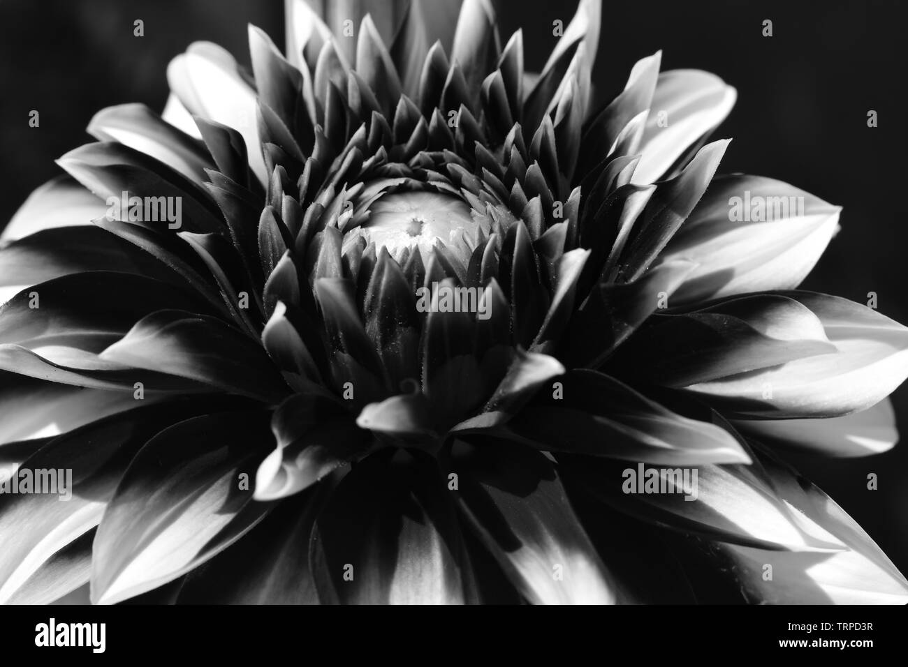 Isolierte frühlings oder sommerblumen in blüte Schwarzweiß-Stockfotos ...