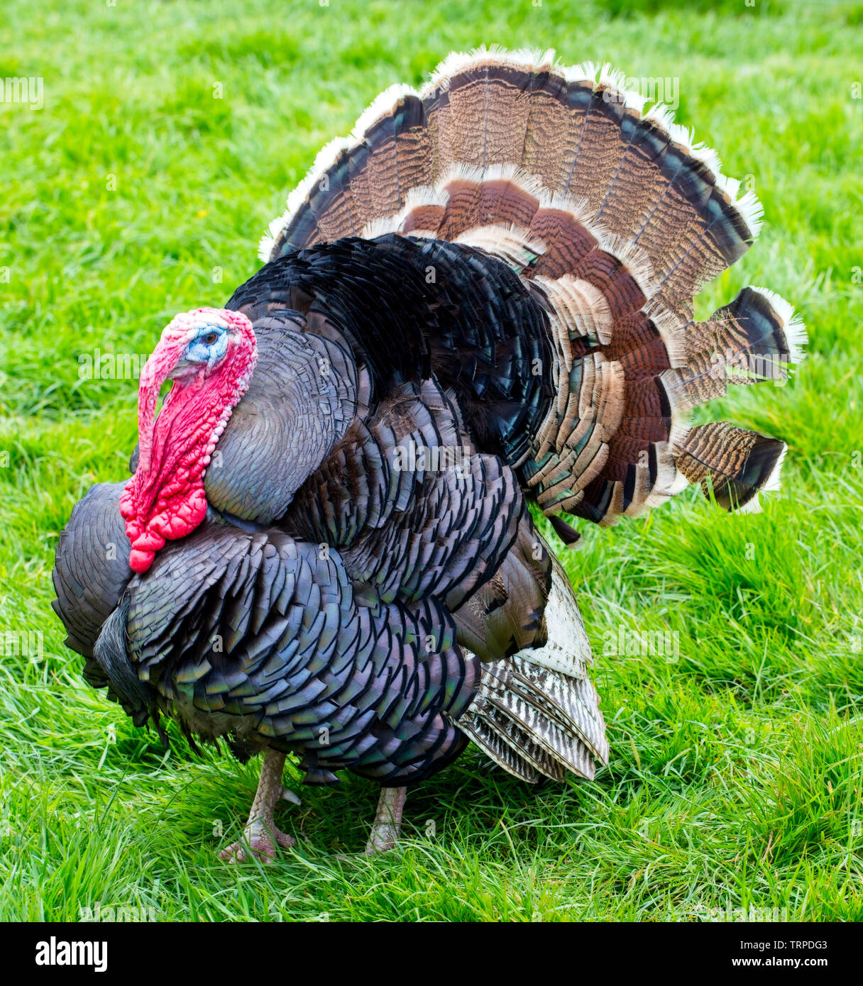 Turkey bird uk -Fotos und -Bildmaterial in hoher Auflösung – Alamy