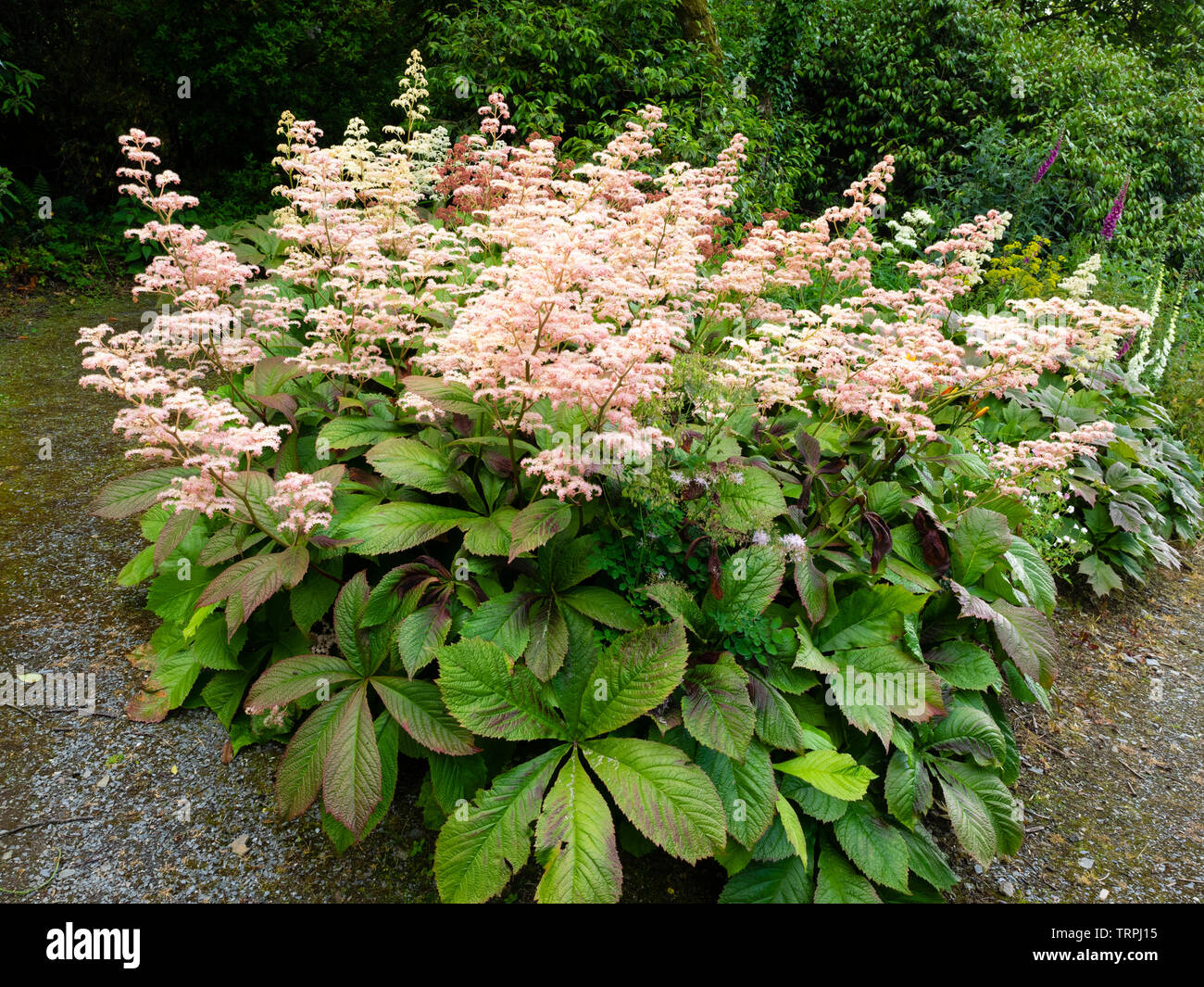 Rodgersia pink flowering -Fotos und -Bildmaterial in hoher Auflösung ...