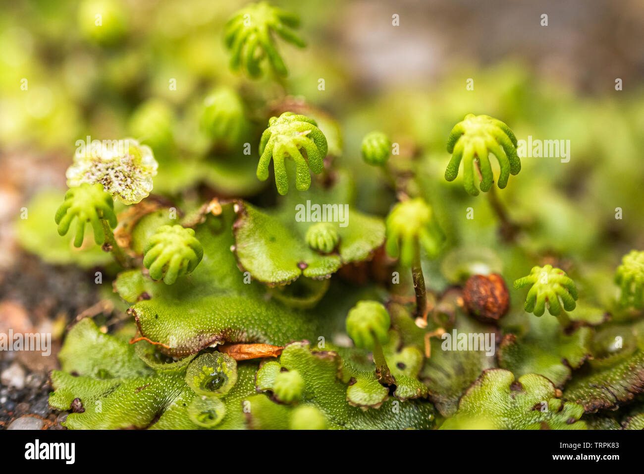 Riccardia pinguis -Fotos und -Bildmaterial in hoher Auflösung – Alamy