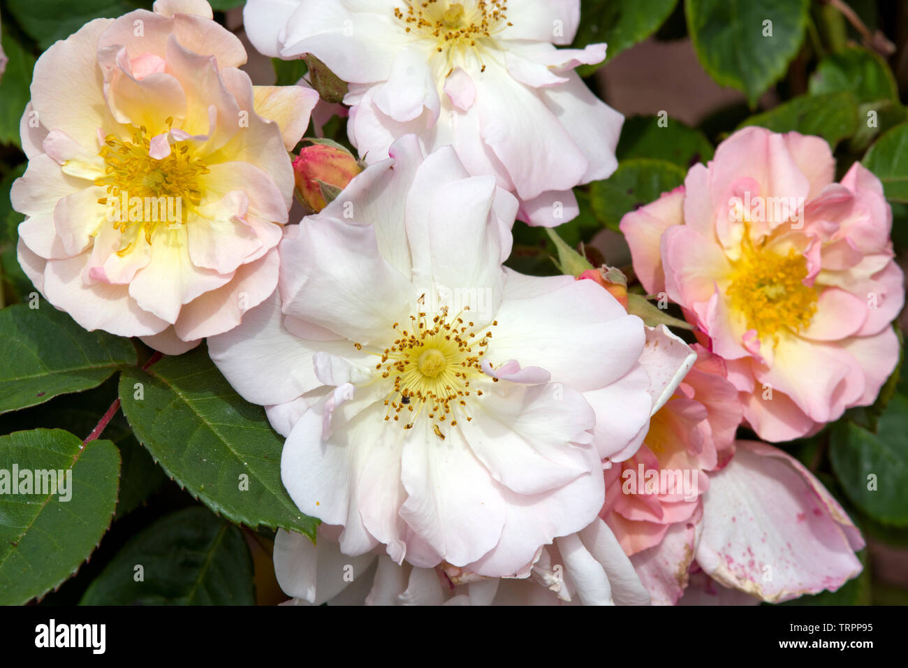 Rosa penelope rose -Fotos und -Bildmaterial in hoher Auflösung – Alamy