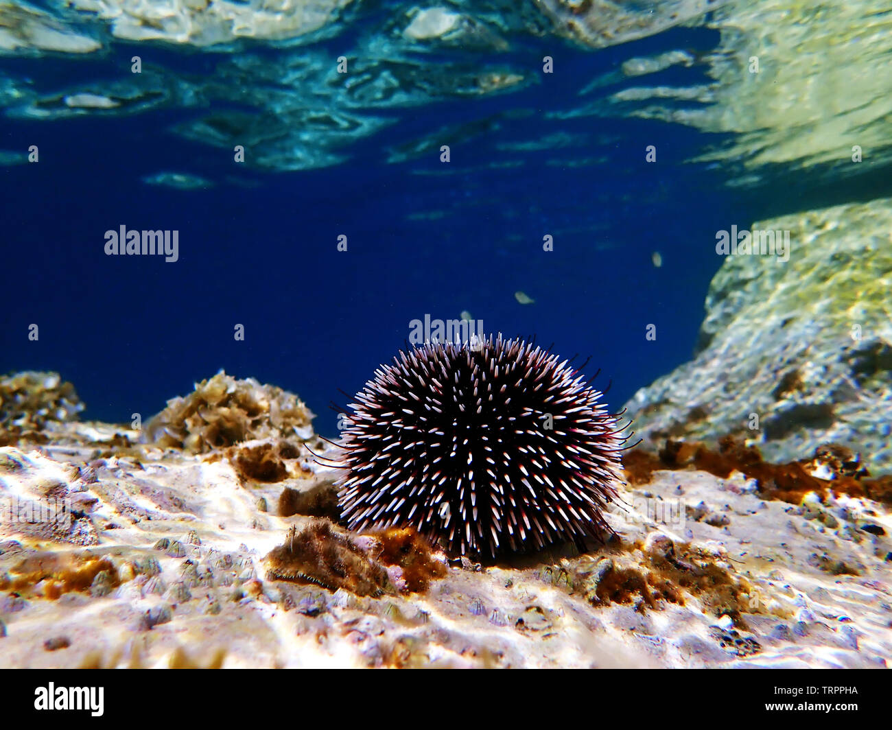 Lila seeigel sphaerechinus granularis -Fotos und -Bildmaterial in hoher ...