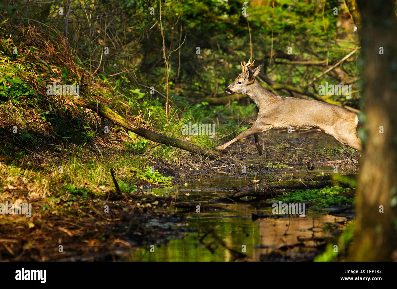 Springender hirsch -Fotos und -Bildmaterial in hoher Auflösung – Alamy