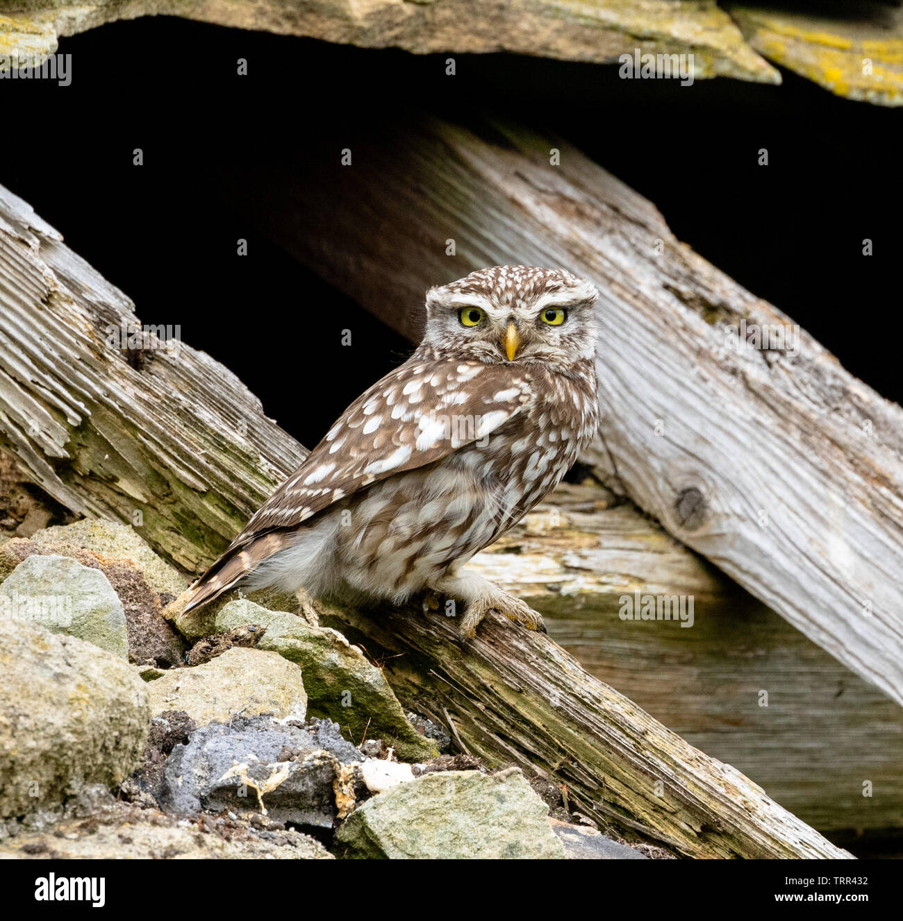 Getarnte kleine eule -Fotos und -Bildmaterial in hoher Auflösung – Alamy