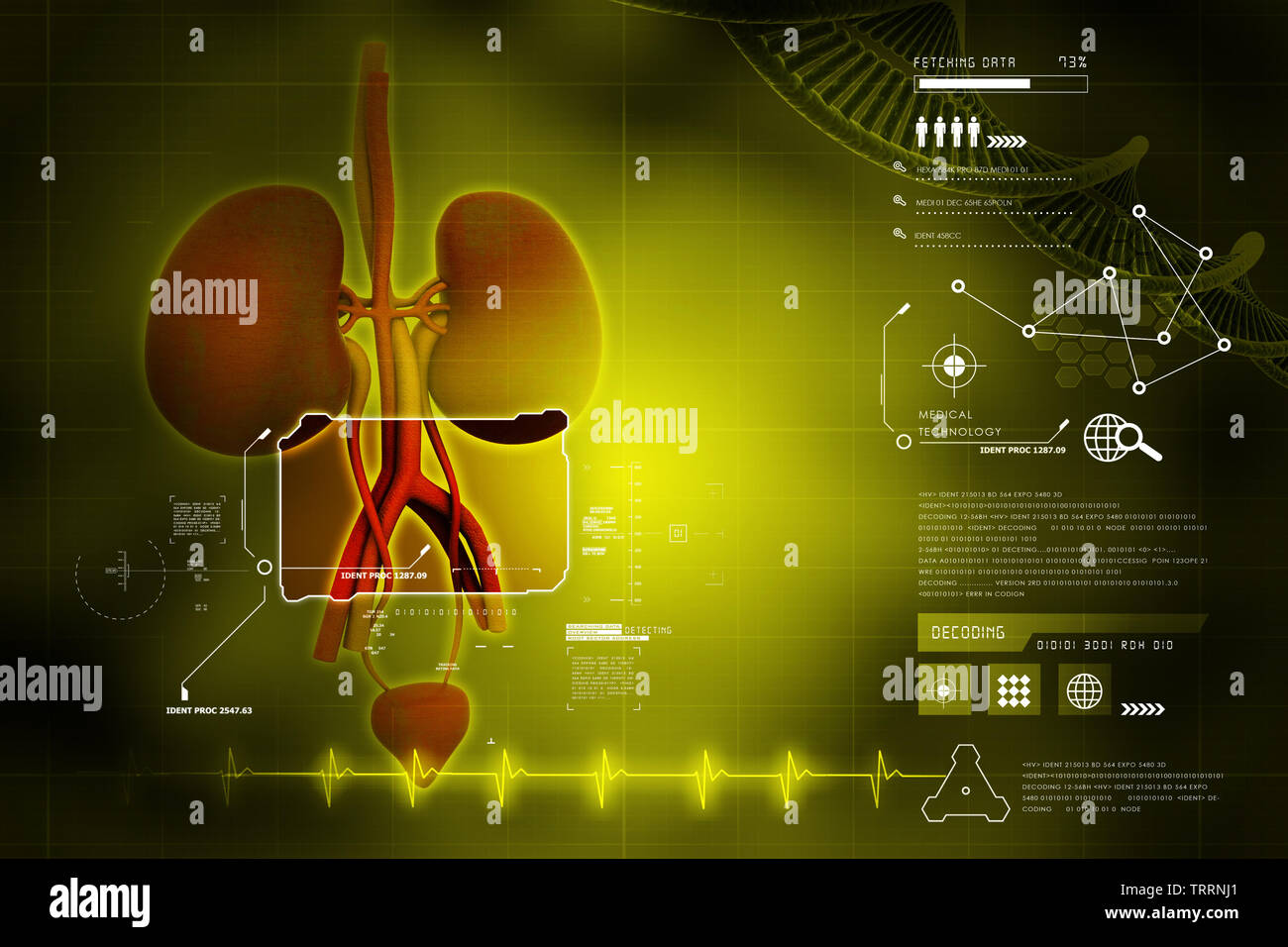 Ableitende Harnwege Stockfotos & Ableitende Harnwege Bilder - Alamy