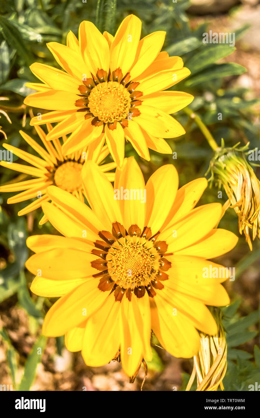 Variegated tulip tree -Fotos und -Bildmaterial in hoher Auflösung ...