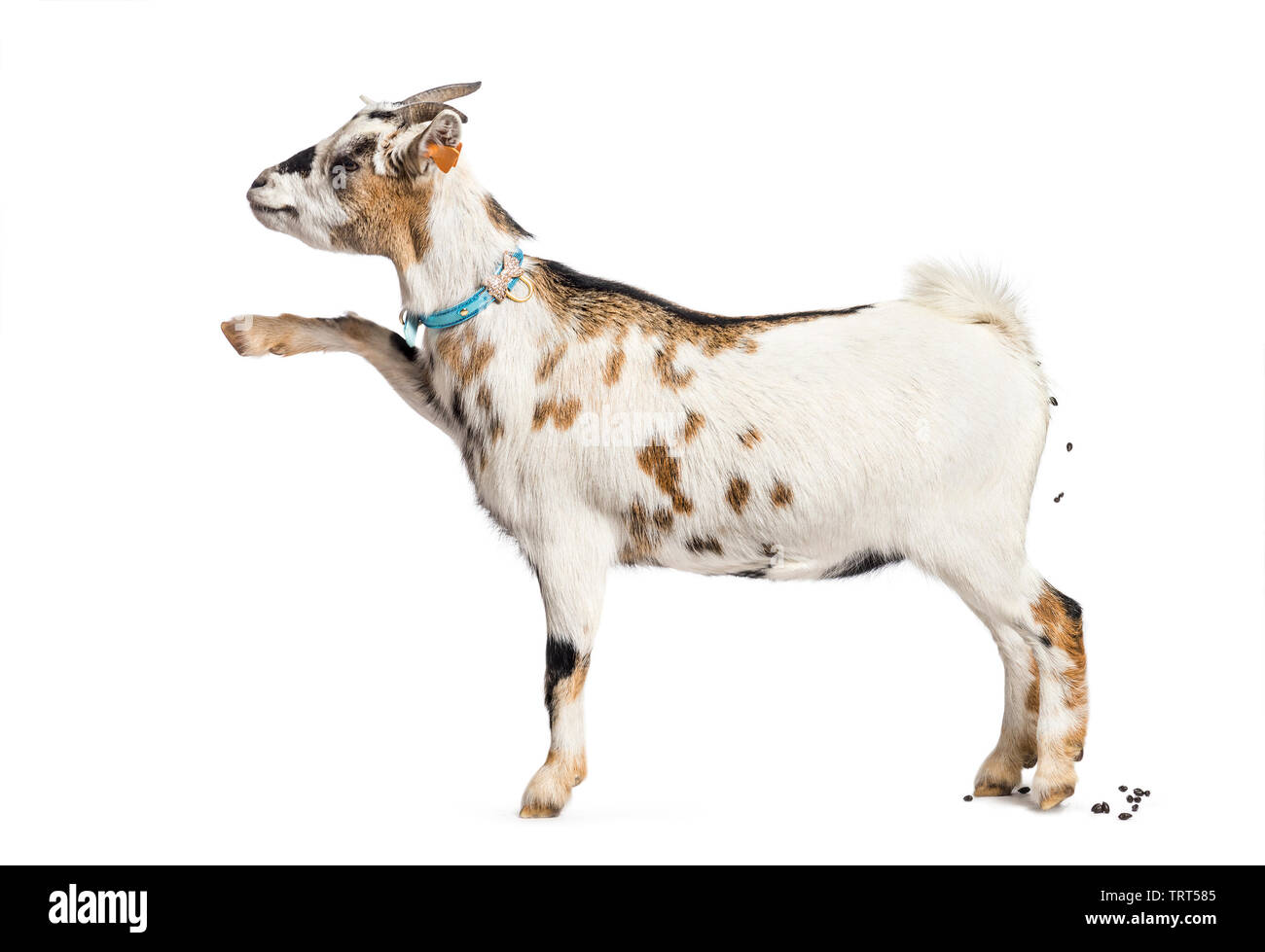 Eine ziege im profil -Fotos und -Bildmaterial in hoher Auflösung – Alamy