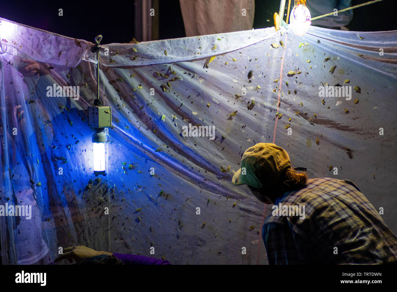 Collecting moths -Fotos und -Bildmaterial in hoher Auflösung – Alamy