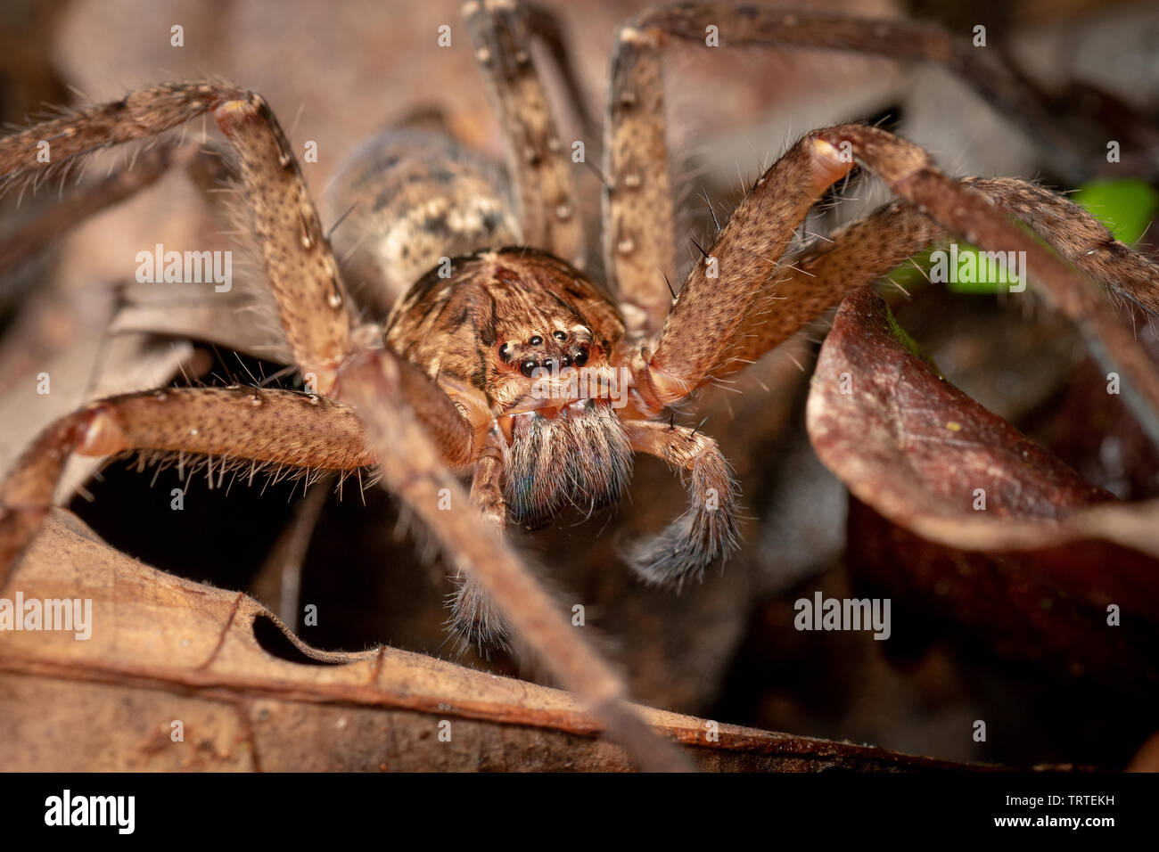 Tropical huntsman spider -Fotos und -Bildmaterial in hoher Auflösung ...