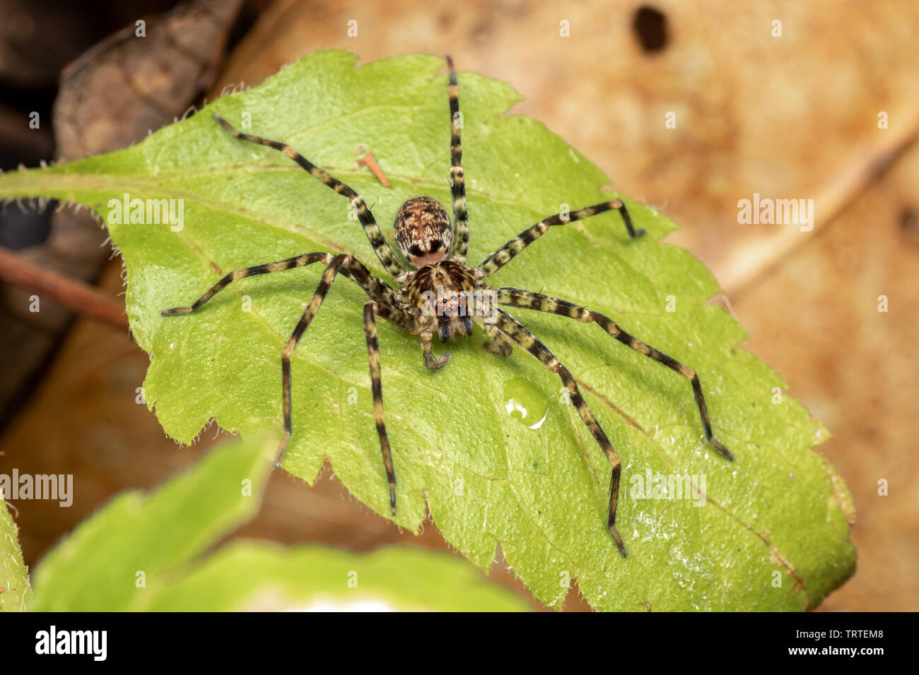 Makro große australische Huntsman Spider, spassaridae, im tropischen ...