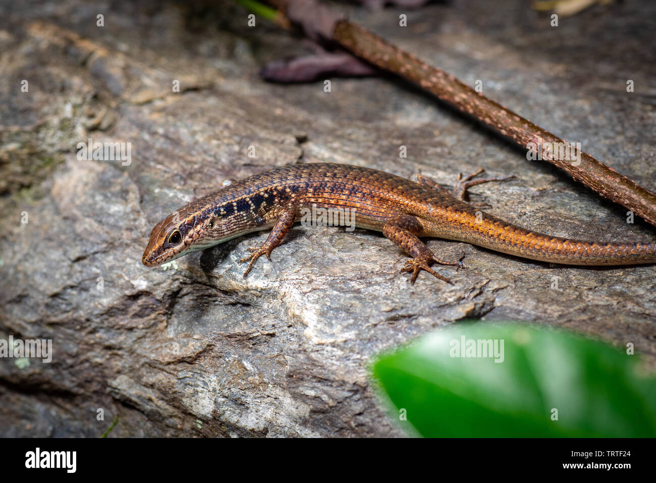 Regenbogen skink -Fotos und -Bildmaterial in hoher Auflösung – Alamy