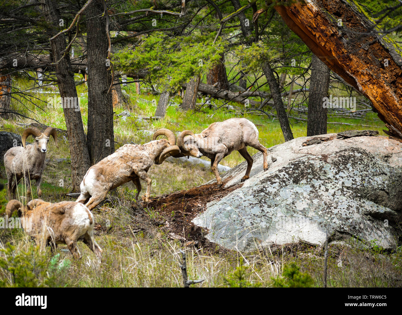 Sheep butting -Fotos und -Bildmaterial in hoher Auflösung – Alamy