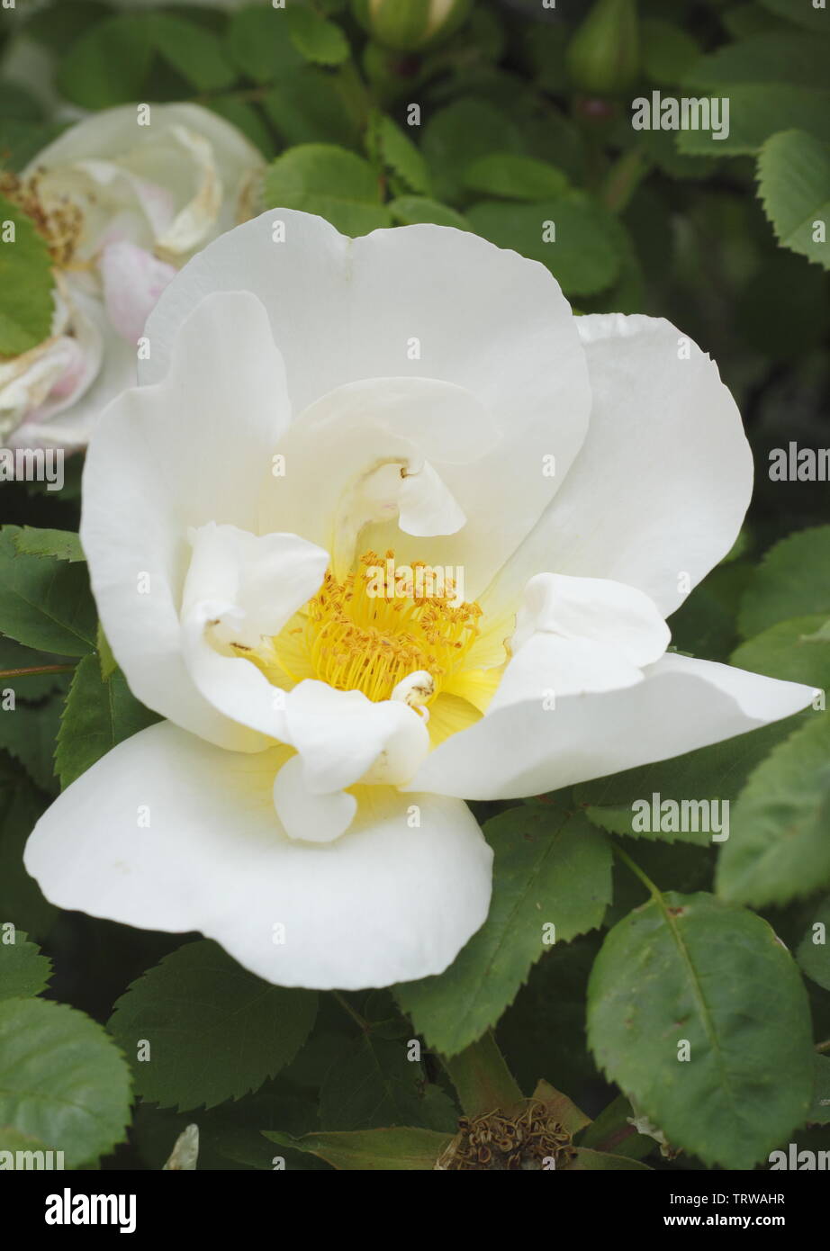 Rose rosa nevada -Fotos und -Bildmaterial in hoher Auflösung – Alamy
