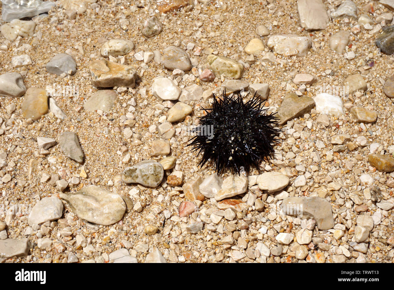 Lila seeigel -Fotos und -Bildmaterial in hoher Auflösung – Alamy