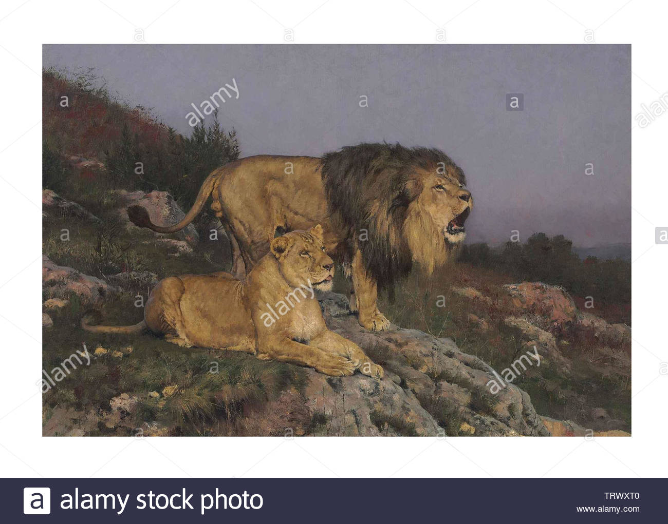 Löwin Für Poster Stockfotos und -bilder Kaufen - Alamy