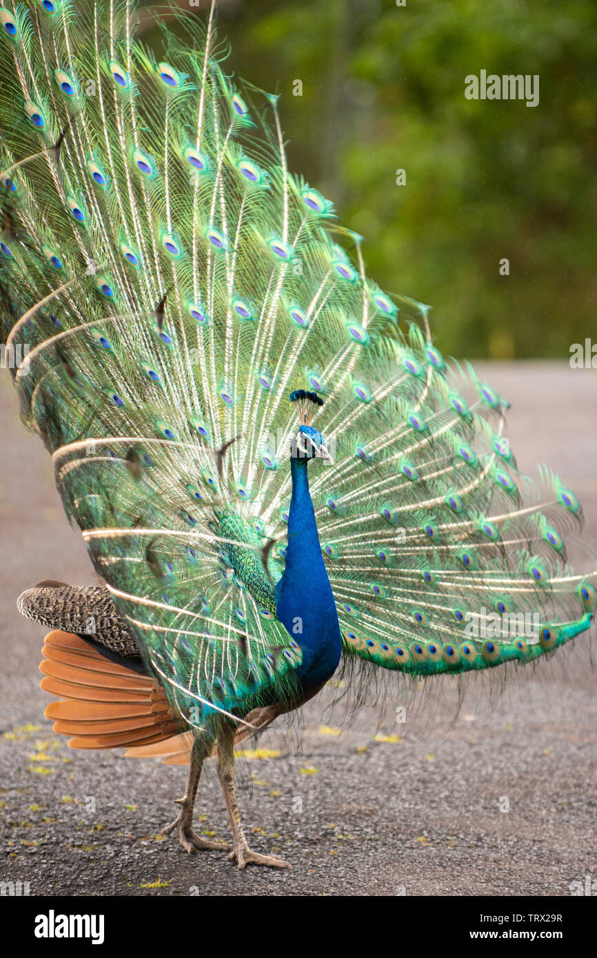 So stolz wie ein pfau -Fotos und -Bildmaterial in hoher Auflösung ... So stolz wie ein pfau -Fotos und -Bildmaterial in hoher Auflösung ...