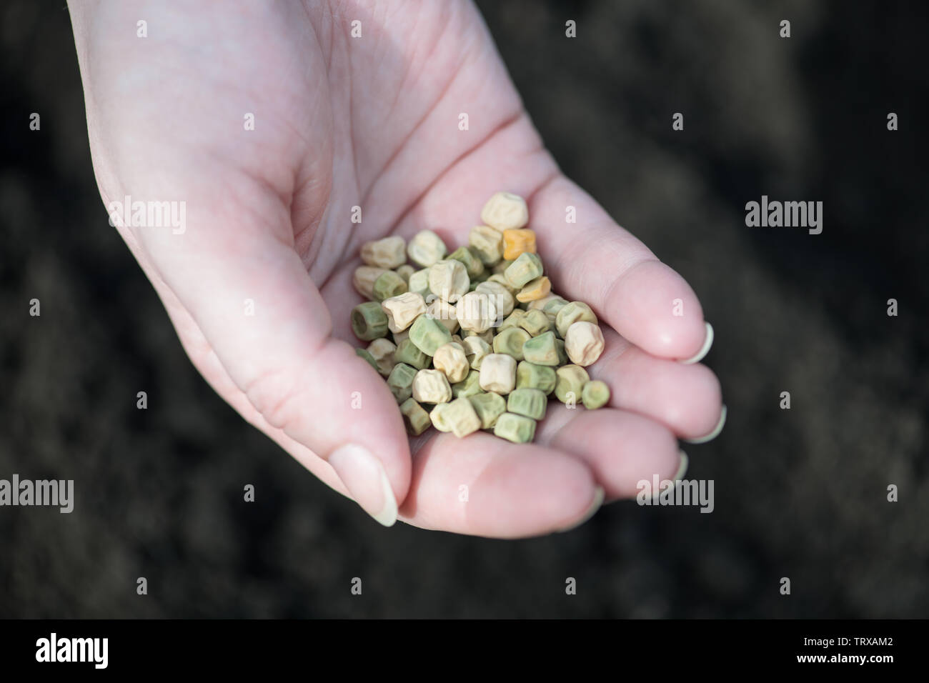 Ackerbau erbsen trail -Fotos und -Bildmaterial in hoher Auflösung – Alamy