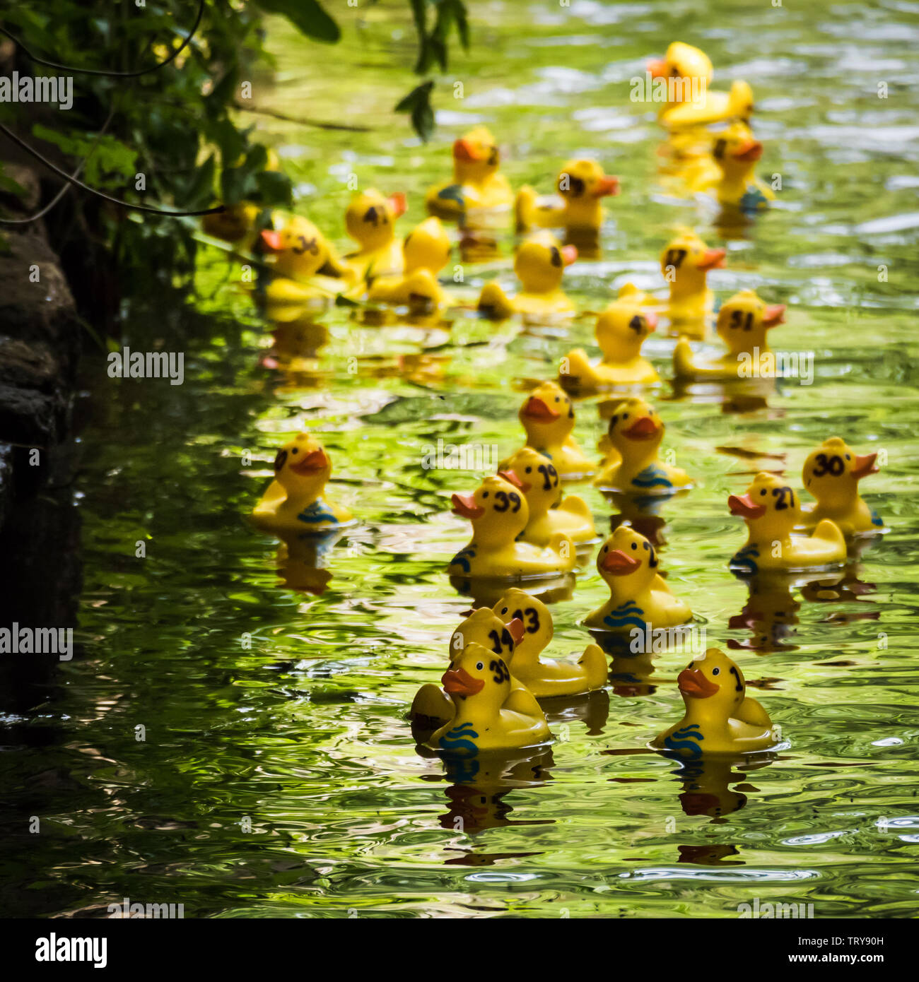 Gelbe enten -Fotos und -Bildmaterial in hoher Auflösung – Alamy