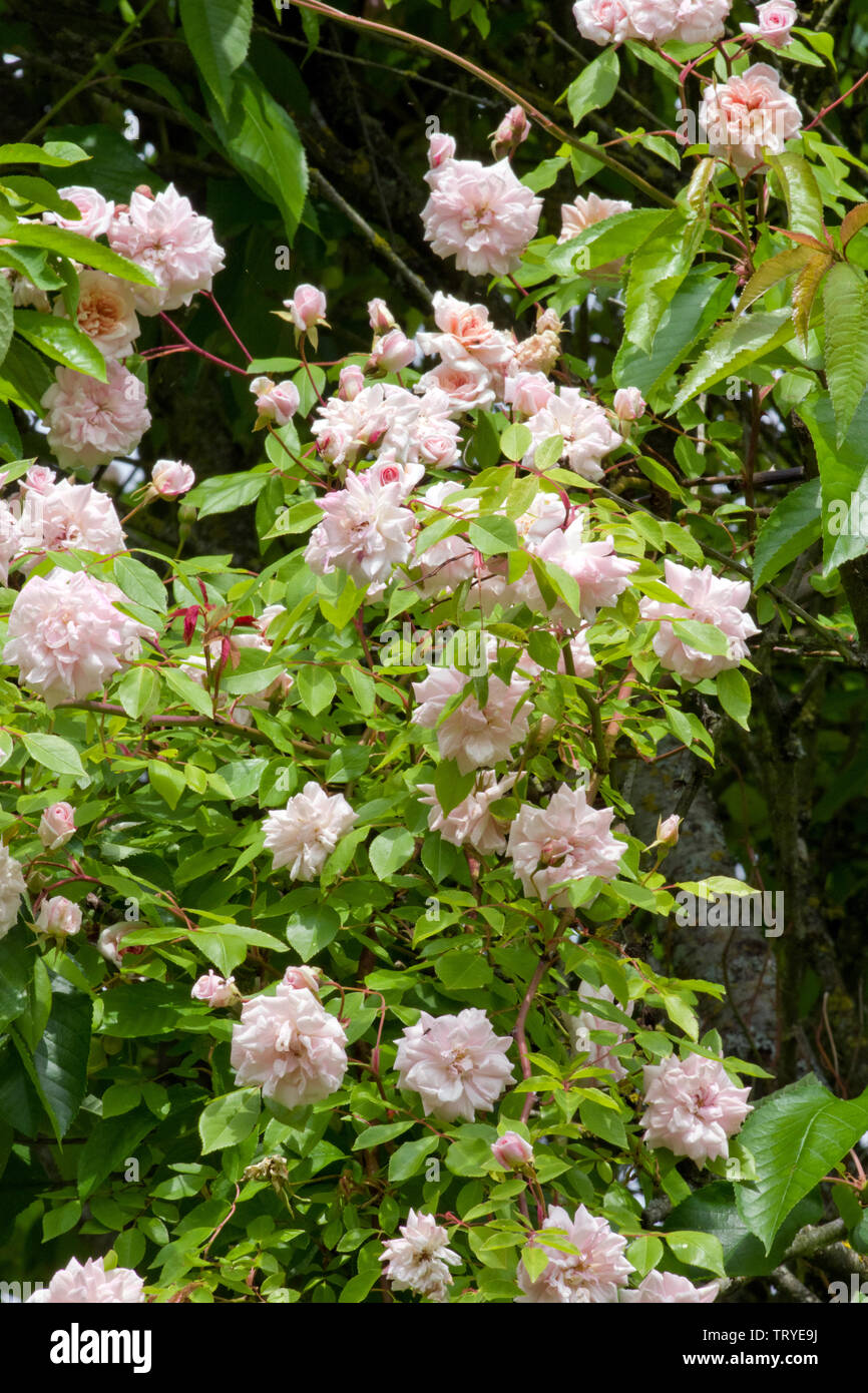 Rosa cecile brunner climbing rose -Fotos und -Bildmaterial in hoher ...