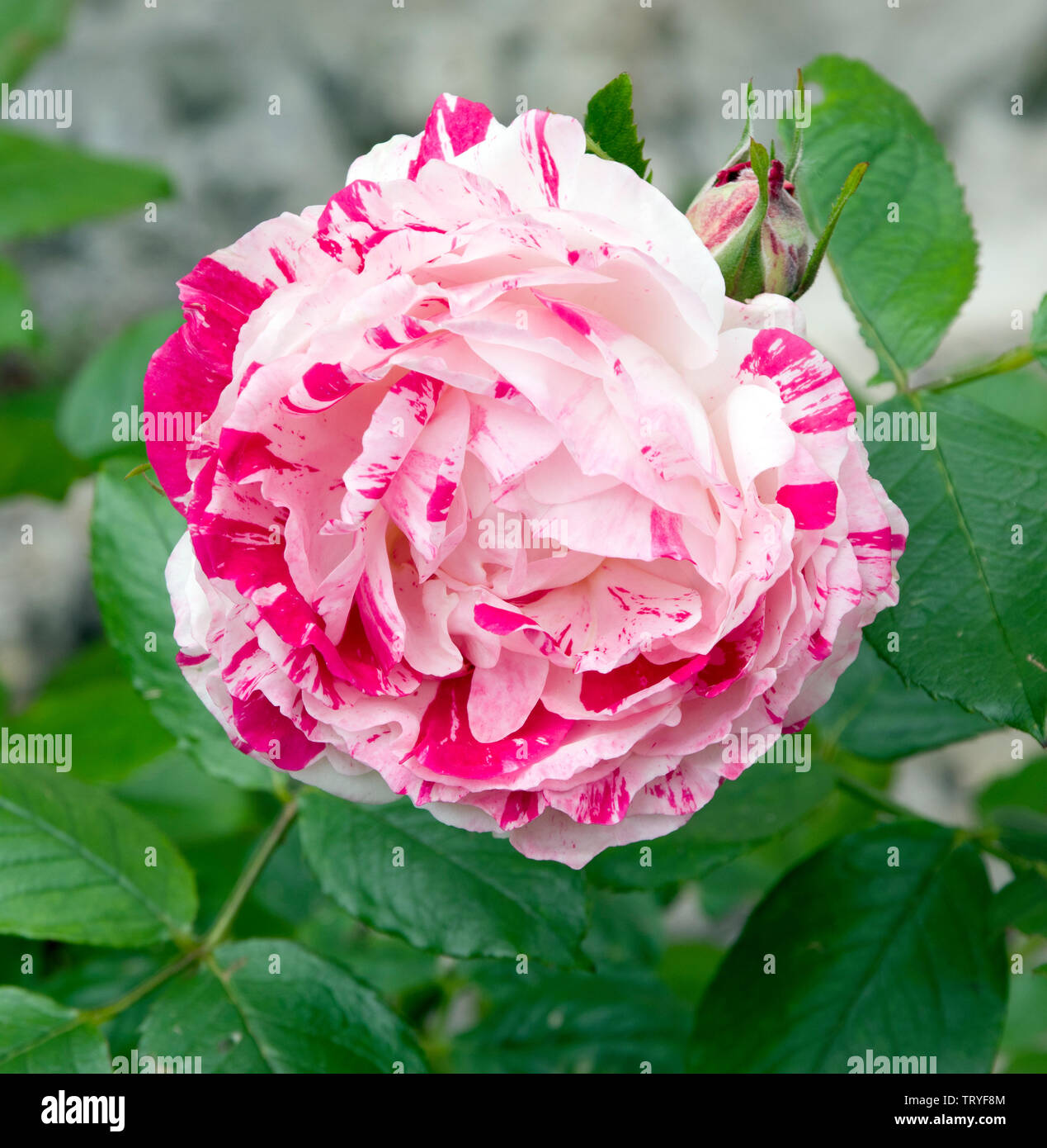 Die rose duftend -Fotos und -Bildmaterial in hoher Auflösung – Alamy
