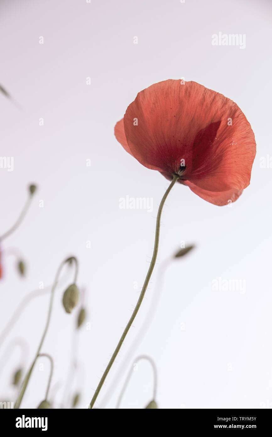 Mohn hintergrund -Fotos und -Bildmaterial in hoher Auflösung – Alamy