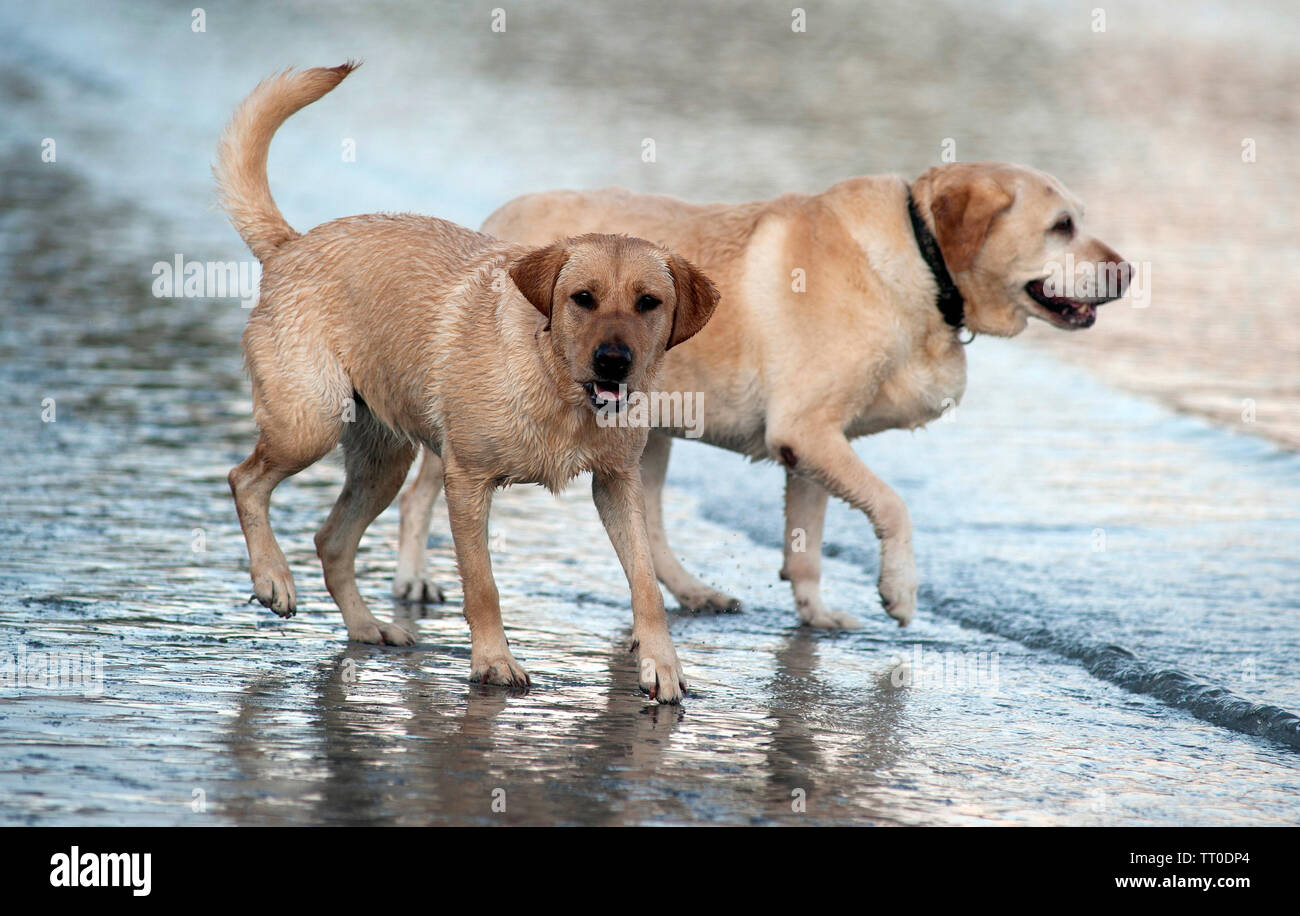 Mary ohren -Fotos und -Bildmaterial in hoher Auflösung – Alamy