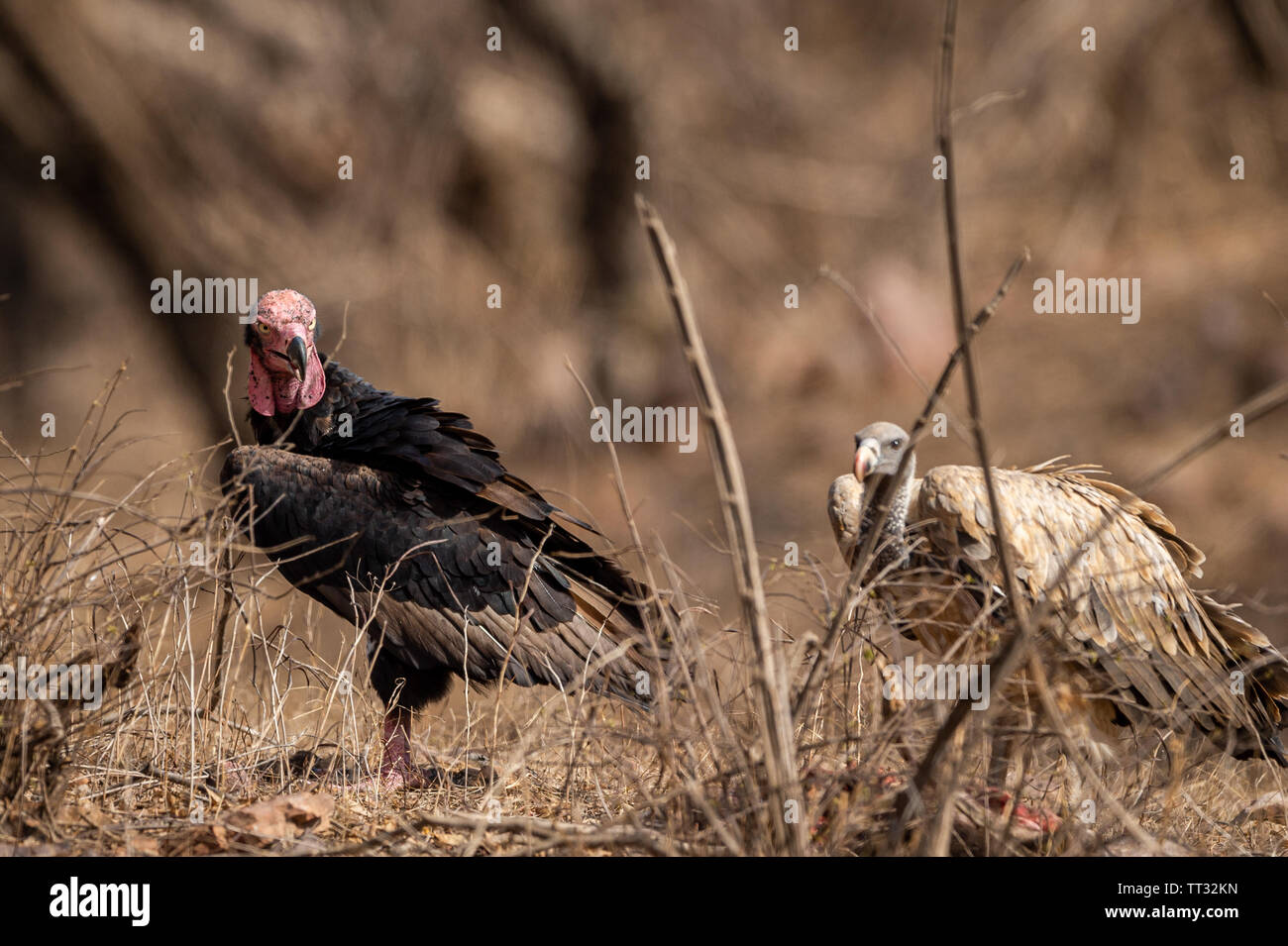 Geier Schnabel Stockfotos und -bilder Kaufen - Alamy