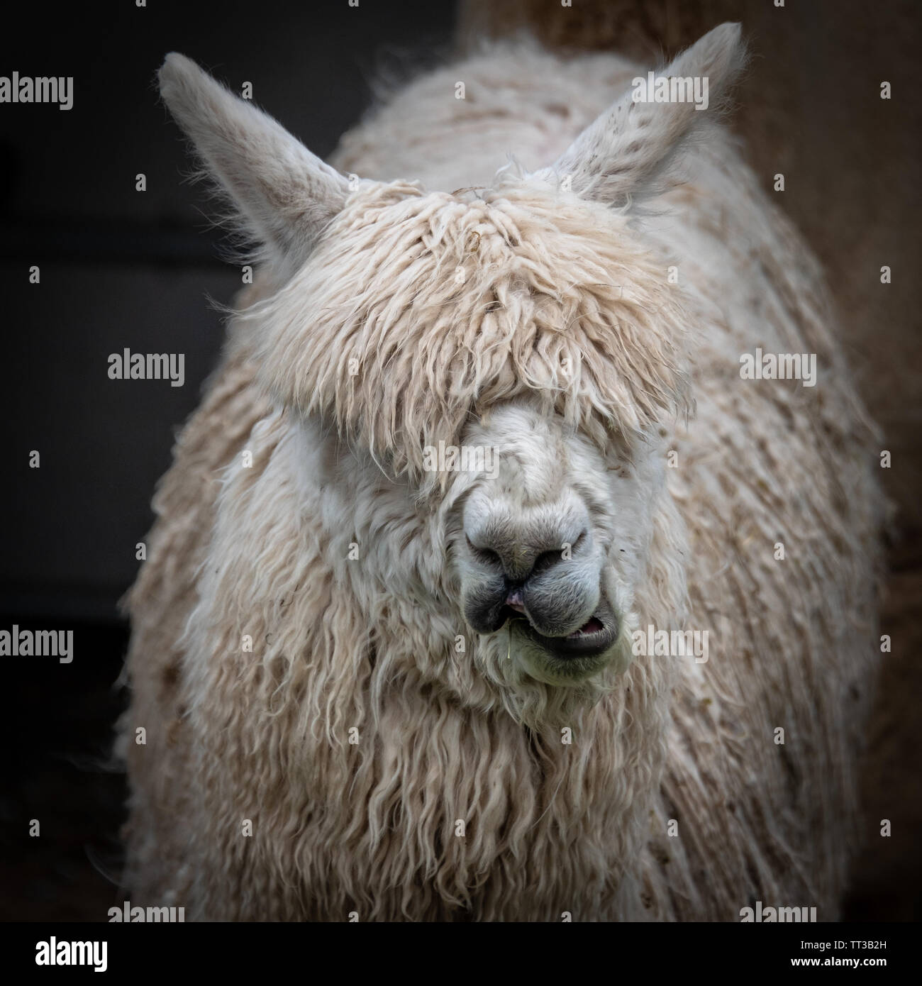 Lamas gesicht -Fotos und -Bildmaterial in hoher Auflösung – Alamy