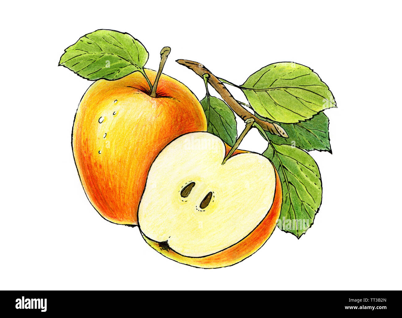 Apfel zeichnung -Fotos und -Bildmaterial in hoher Auflösung – Alamy