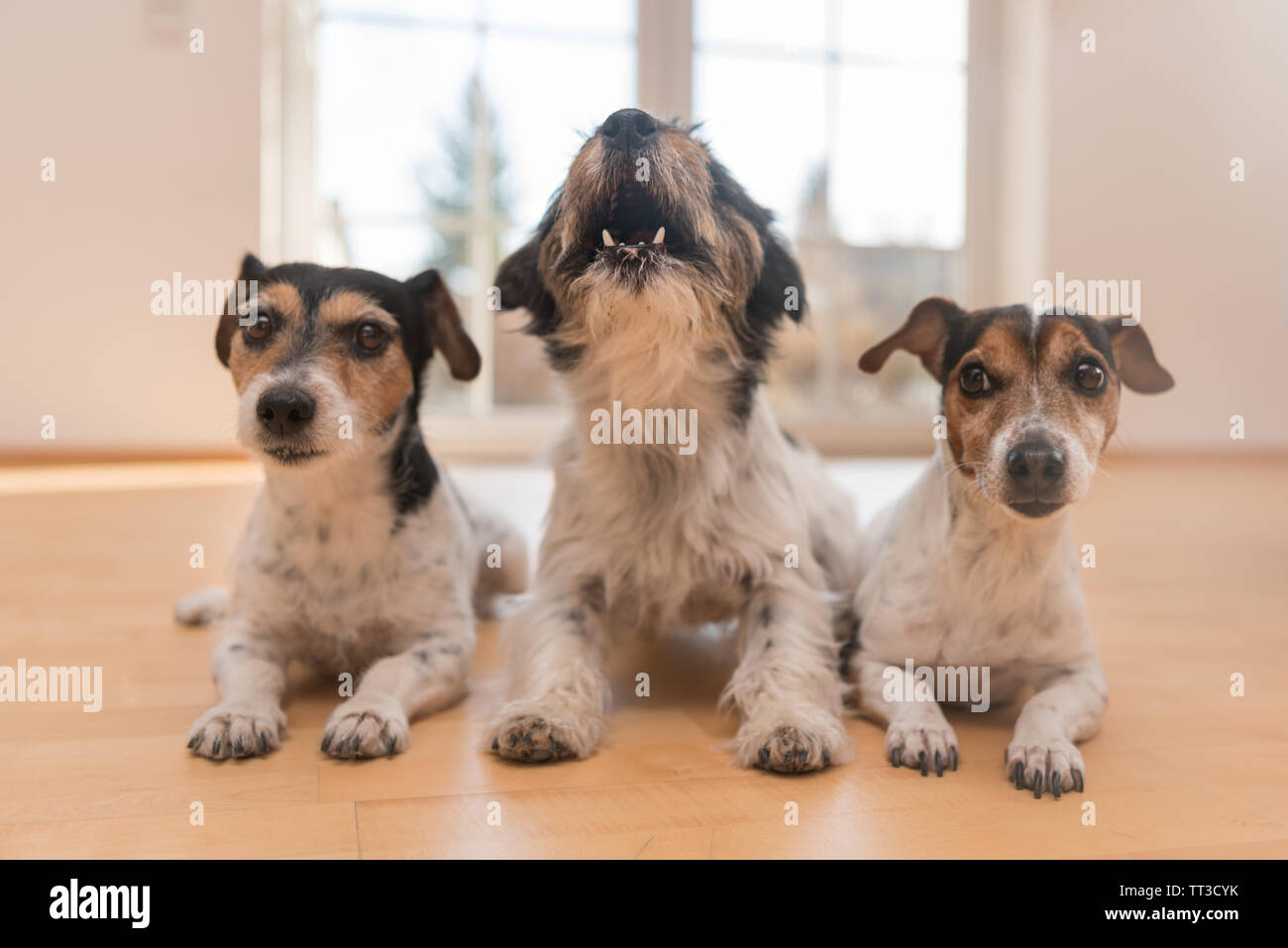 Drei süße Jack Russell liegen auf dem Boden in der Wohnung. Einer von ...