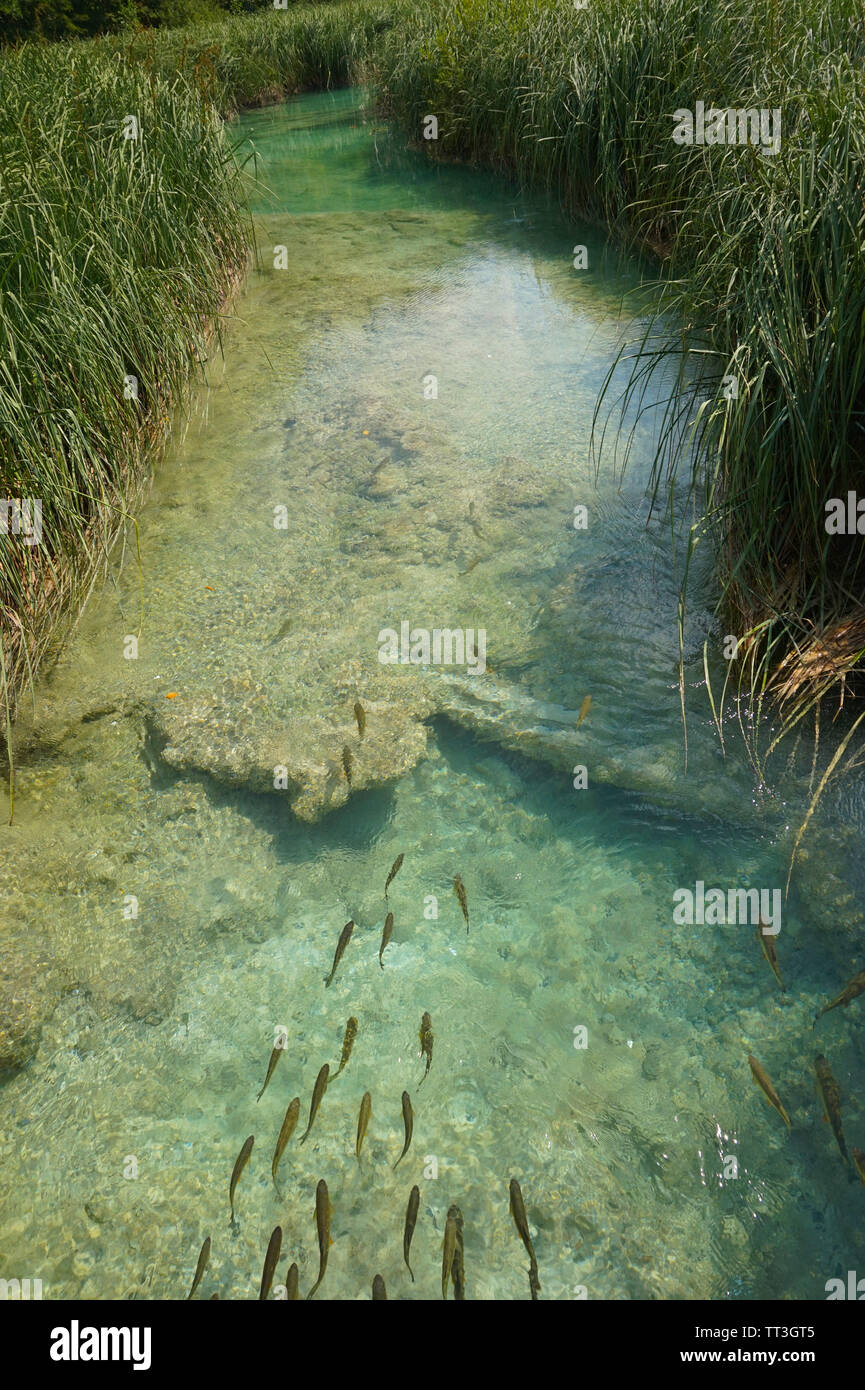 Fisch aqua kieme -Fotos und -Bildmaterial in hoher Auflösung – Alamy