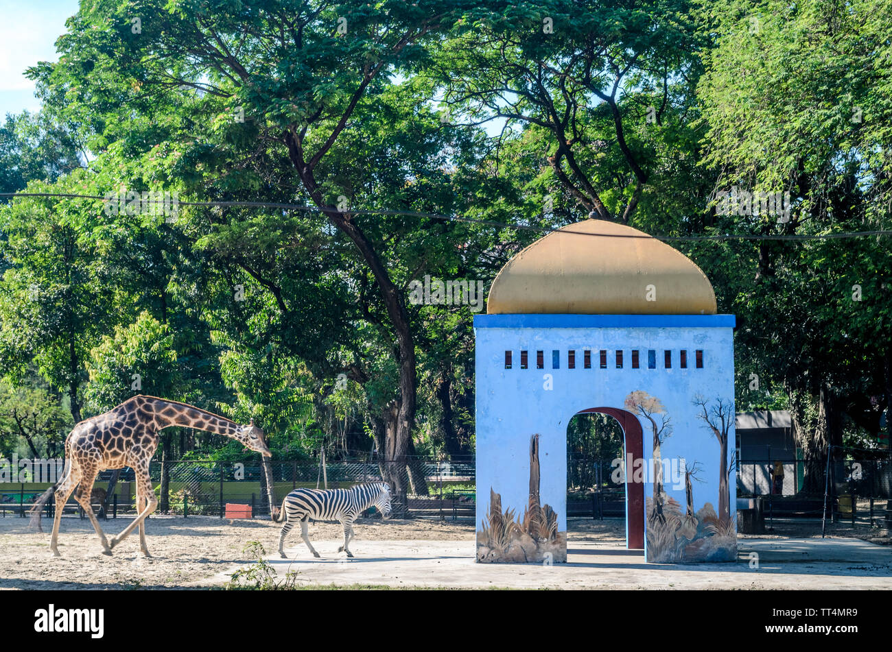Indonesia Surabaya Java Surabaya Zoo Stockfotos und -bilder Kaufen - Alamy