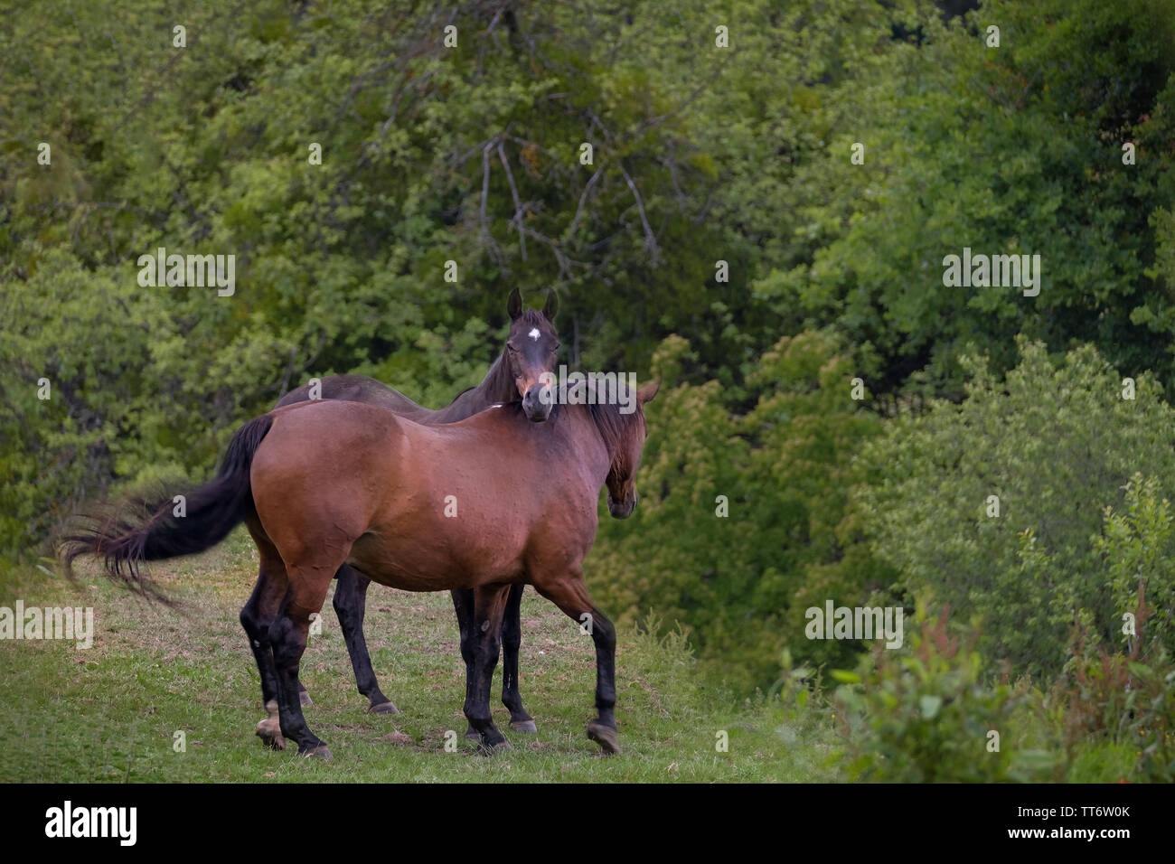 Zwei pferde zusammen -Fotos und -Bildmaterial in hoher Auflösung – Alamy