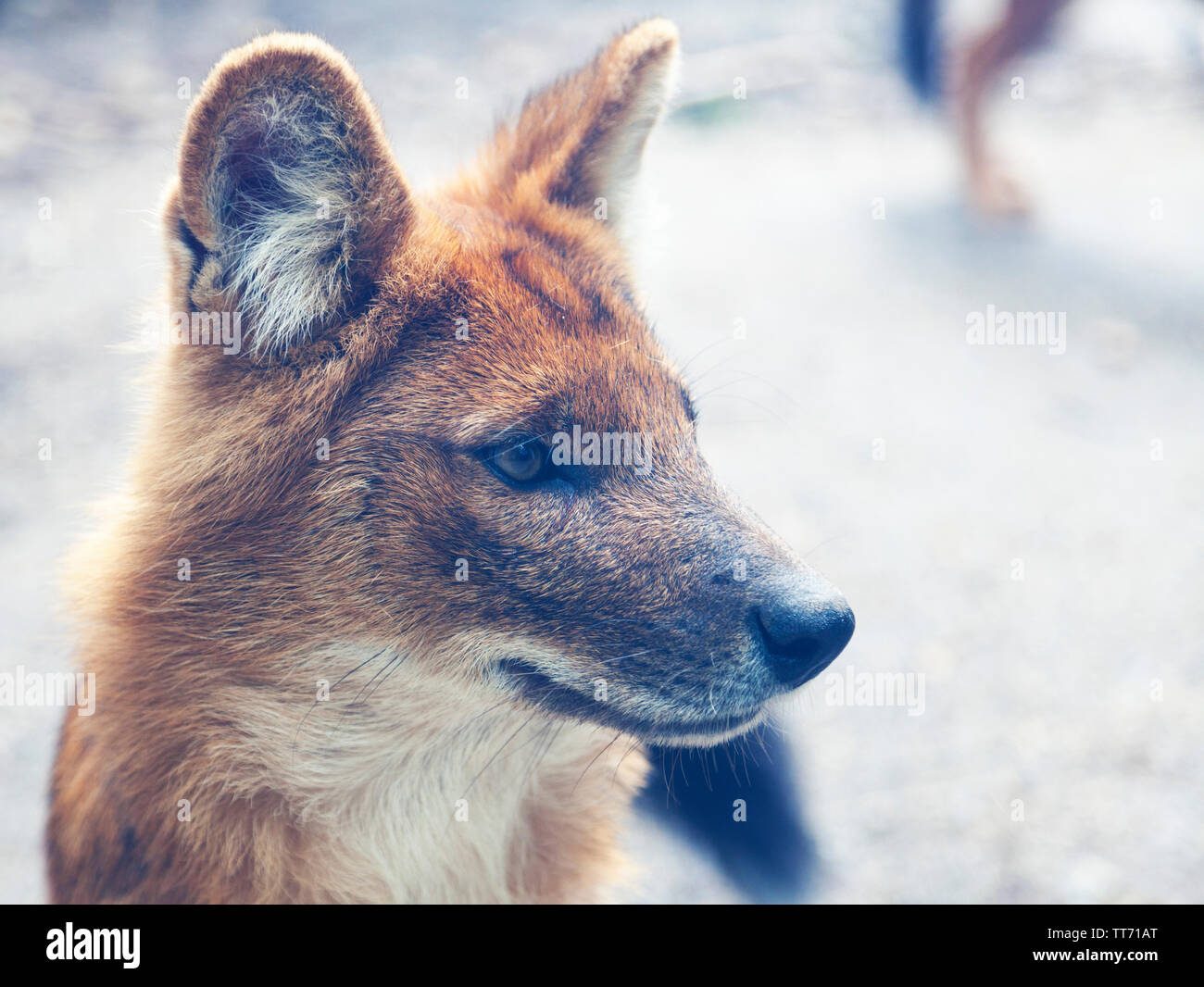 Fuchs rotfuchs tier im wald mit einem grauen -Fotos und -Bildmaterial ...