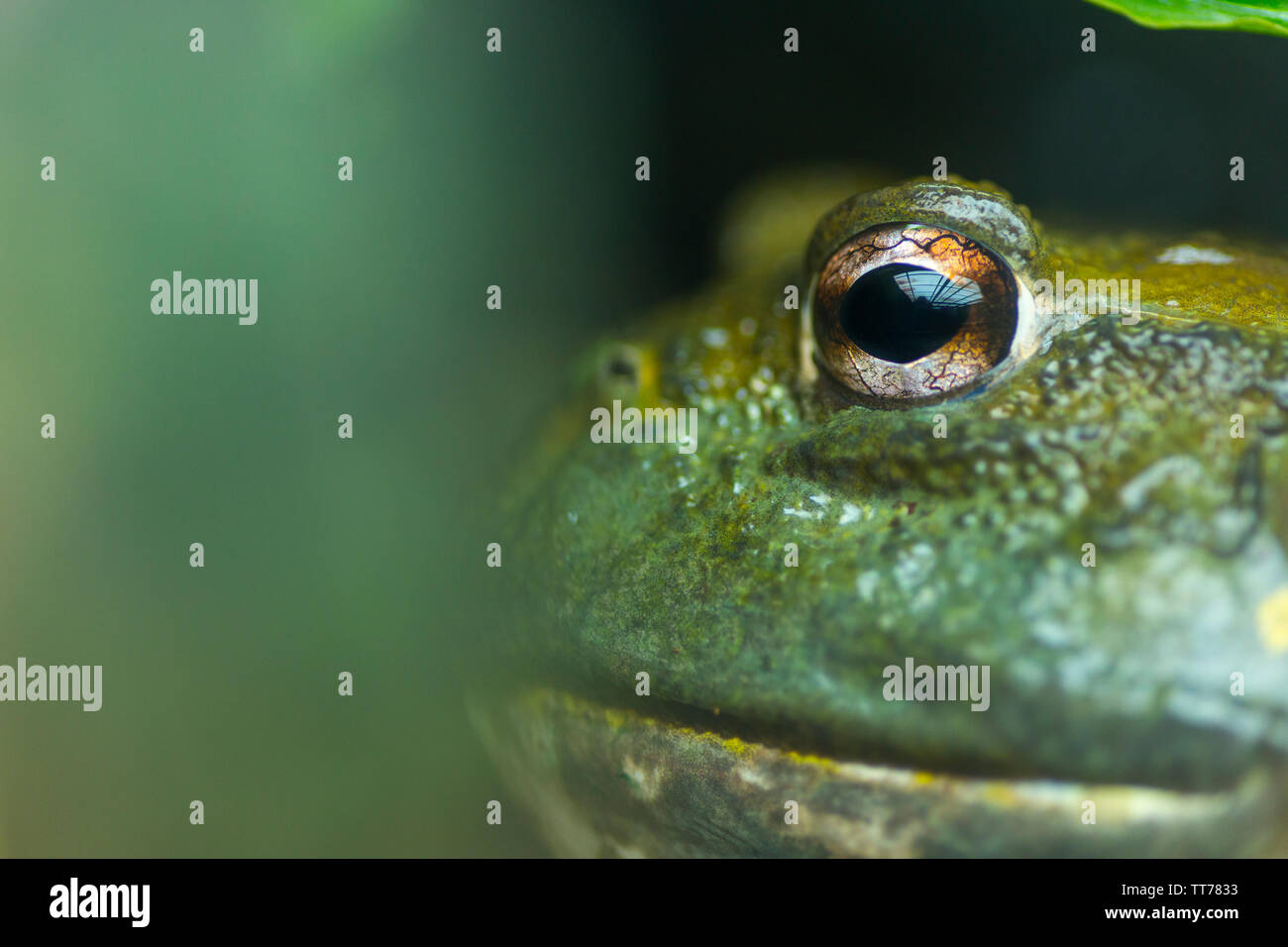 Pyxicephalus adspersus -Fotos und -Bildmaterial in hoher Auflösung – Alamy